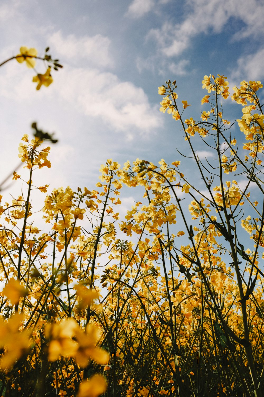 Yellow Spring Fields Wallpapers - Wallpaper Cave