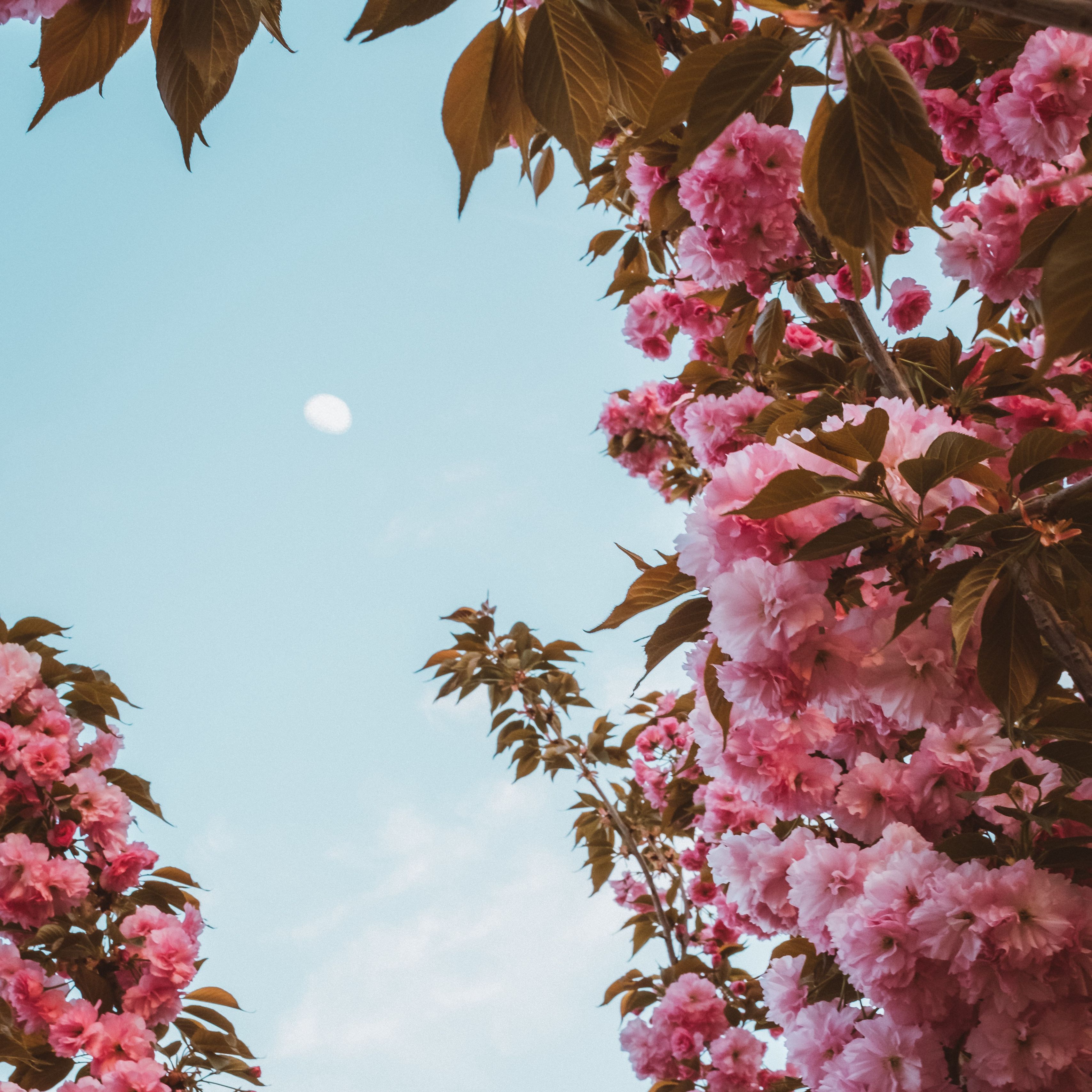 Pink Spring iPad Wallpapers - Wallpaper Cave