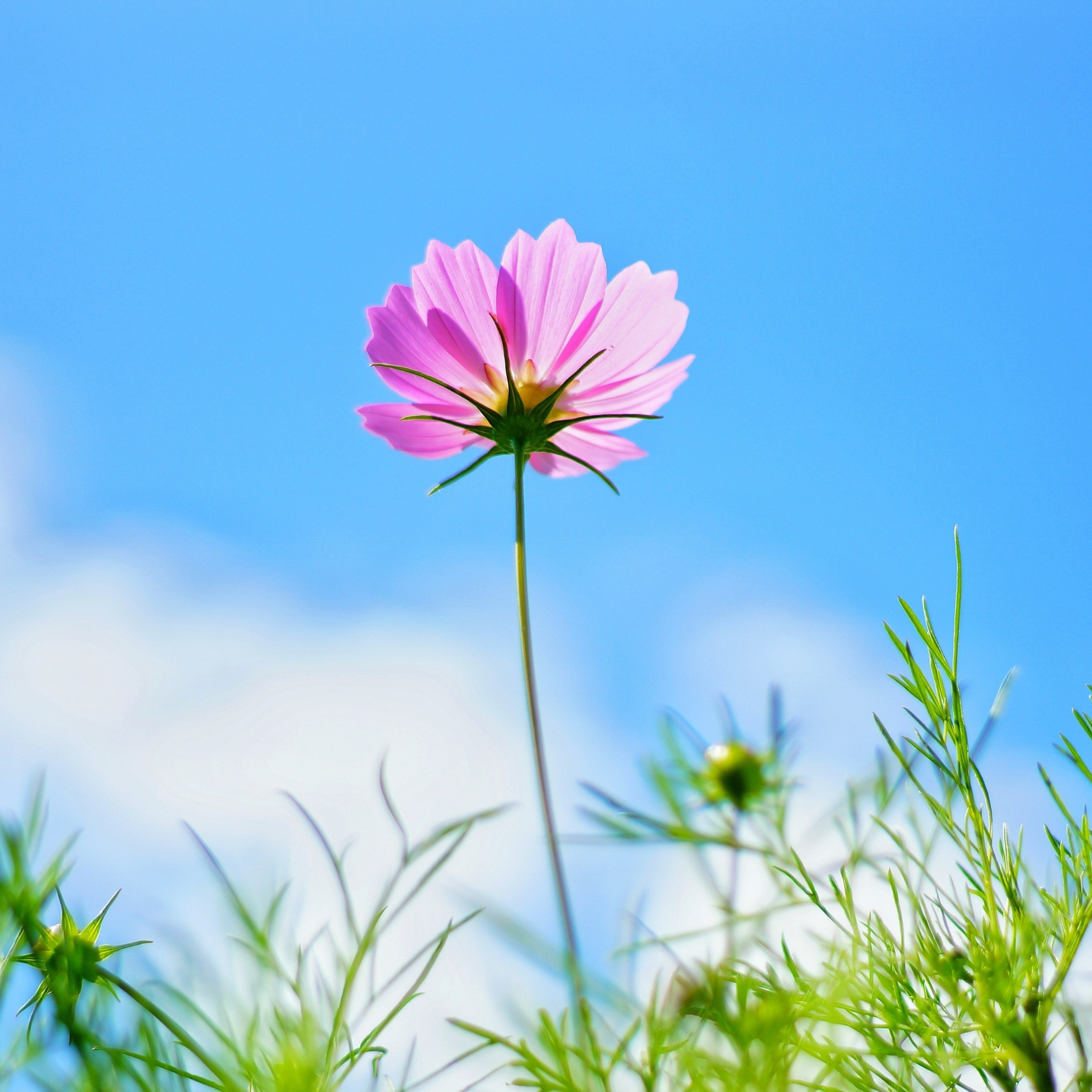 Pink Spring iPad Wallpapers - Wallpaper Cave