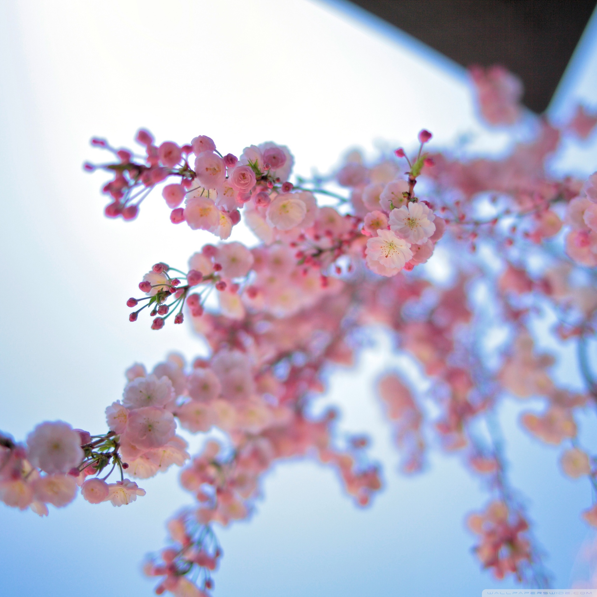 Pink Spring iPad Wallpapers - Wallpaper Cave