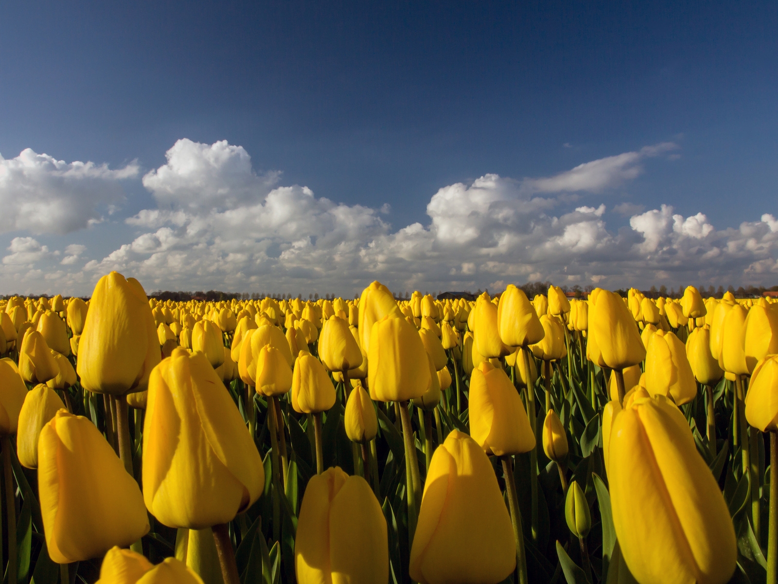 Yellow Spring Fields Wallpapers - Wallpaper Cave