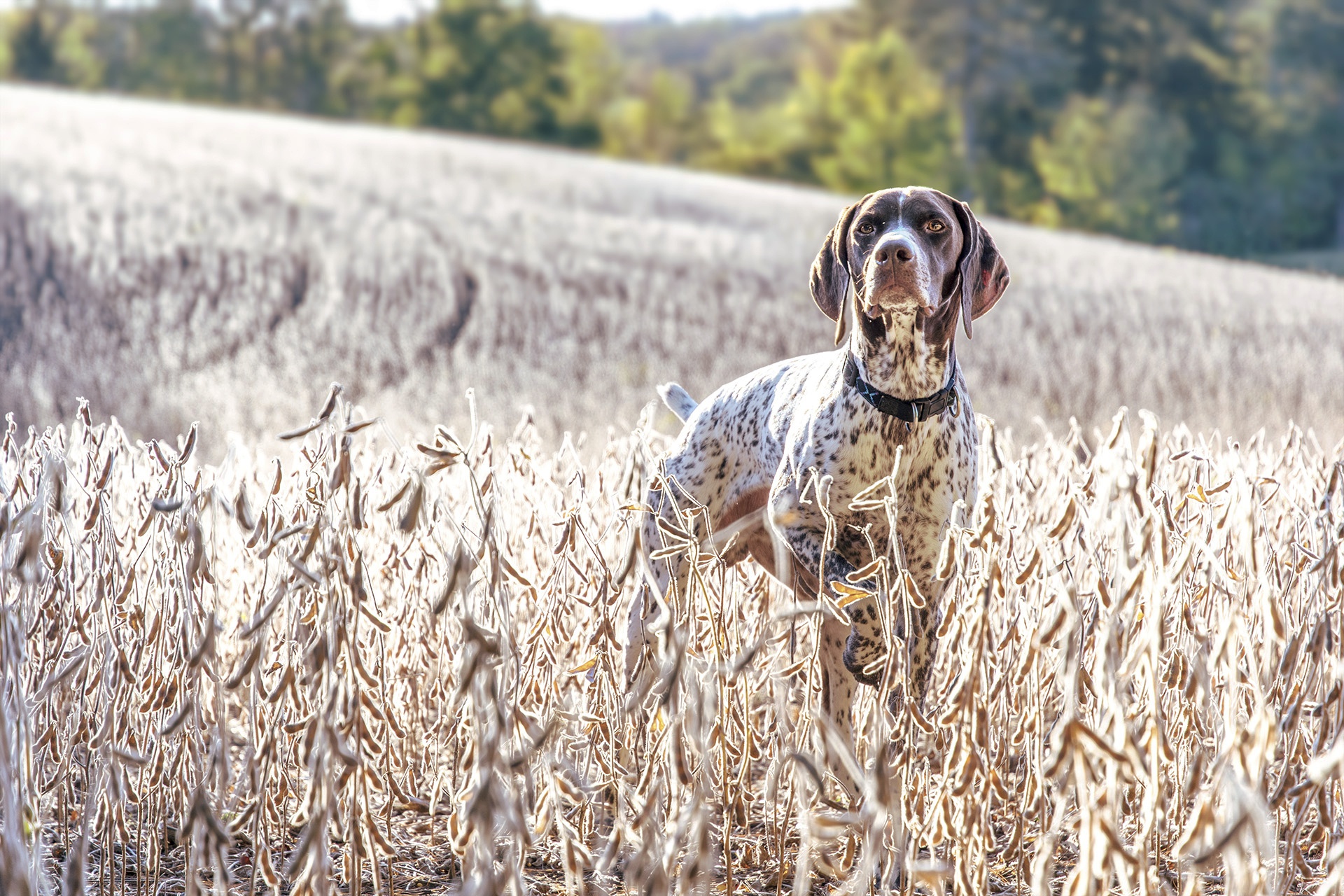 German Wirehaired Pointer Wallpapers - Wallpaper Cave