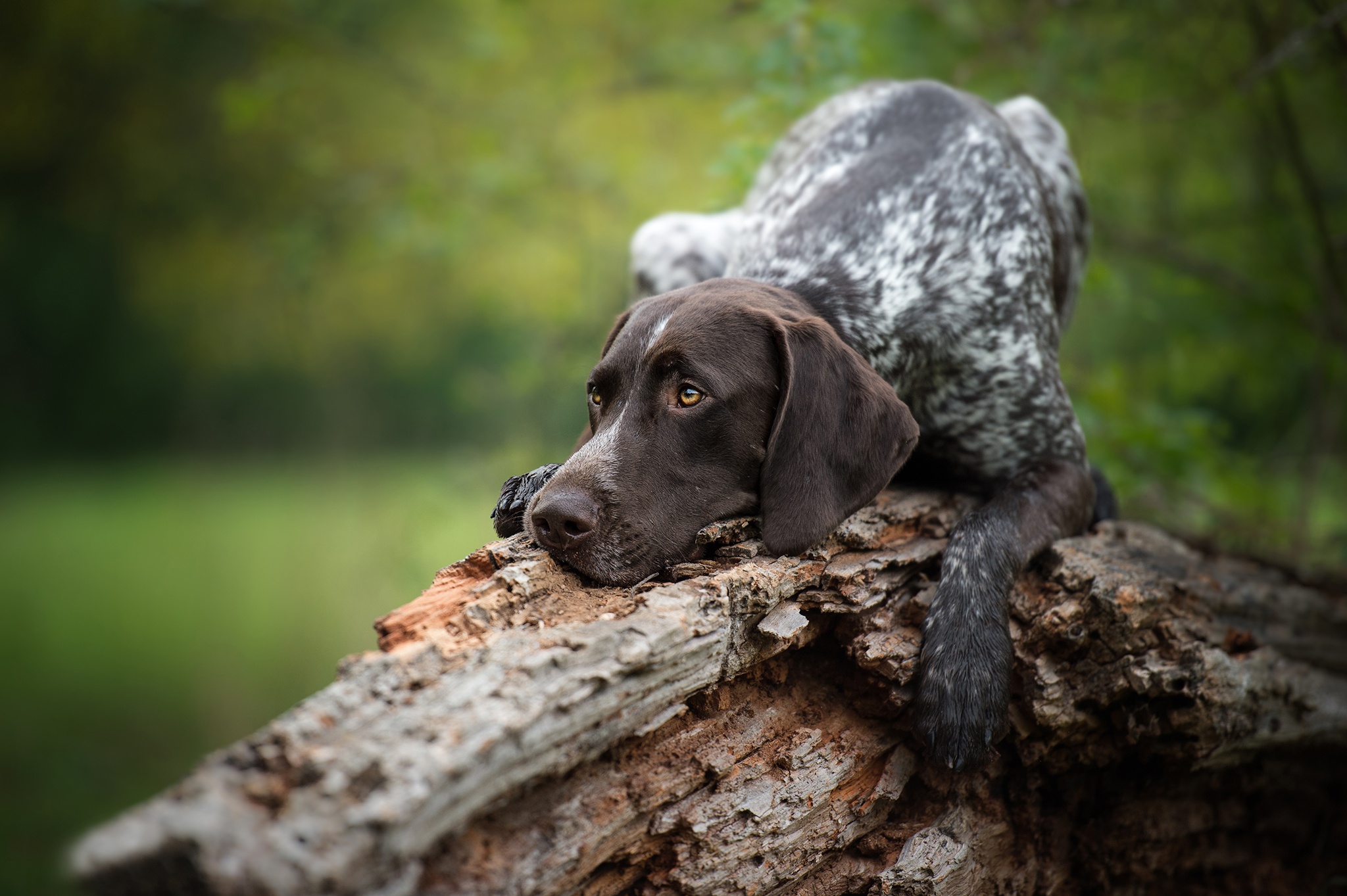German Wirehaired Pointer Wallpapers - Wallpaper Cave