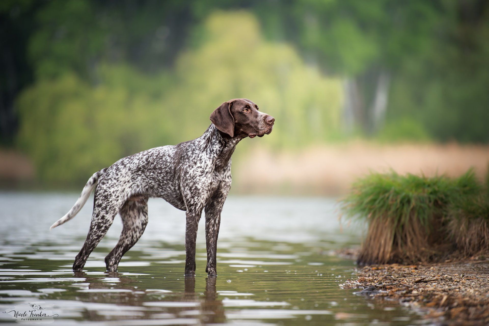 German Wirehaired Pointer Wallpapers - Wallpaper Cave