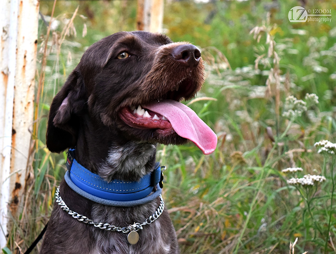 German Wirehaired Pointer Wallpapers - Wallpaper Cave
