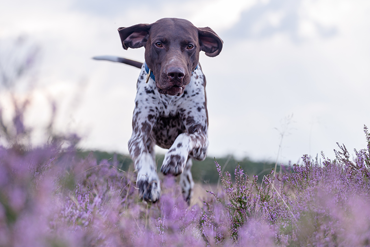 German Wirehaired Pointer Wallpapers - Wallpaper Cave