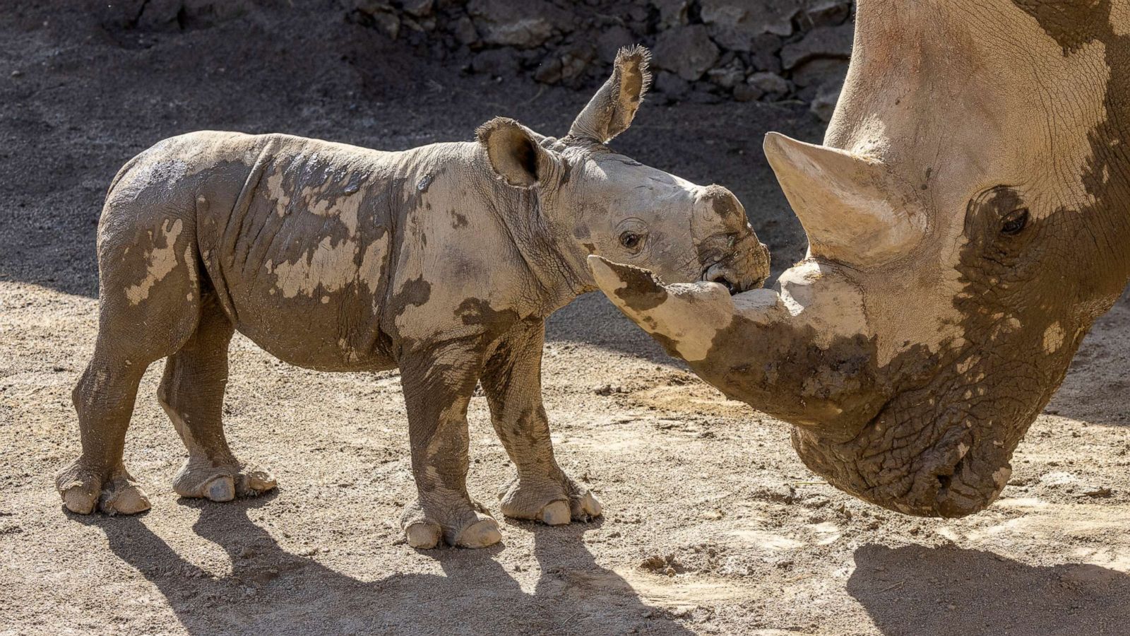 Rhino Babies Wallpapers - Wallpaper Cave