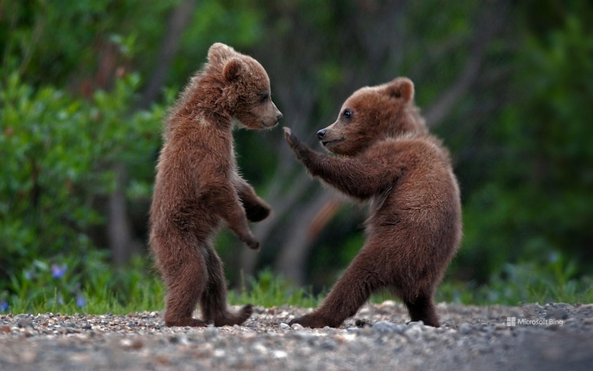 Grizzly Bear Cub Wallpapers - Wallpaper Cave