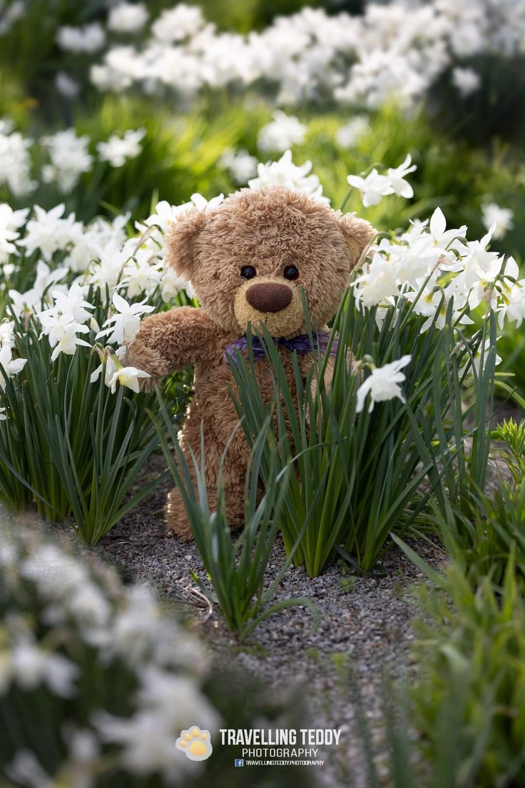 Spring Teddy Bears Wallpapers - Wallpaper Cave