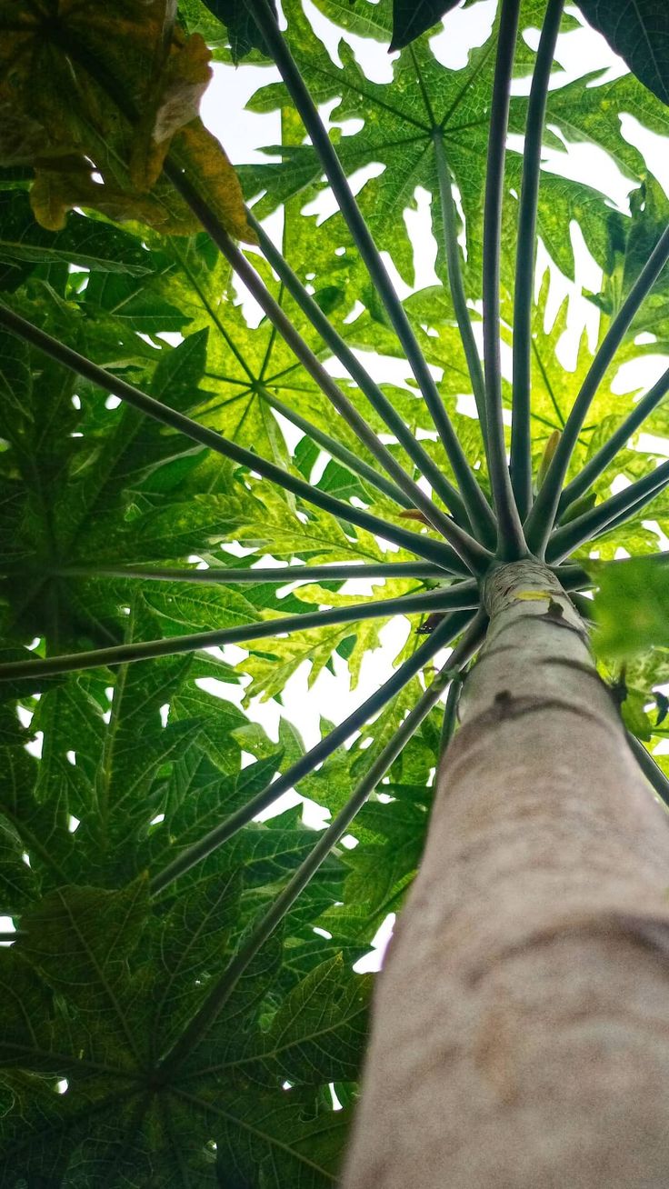 Papaya Tree Wallpapers - Wallpaper Cave