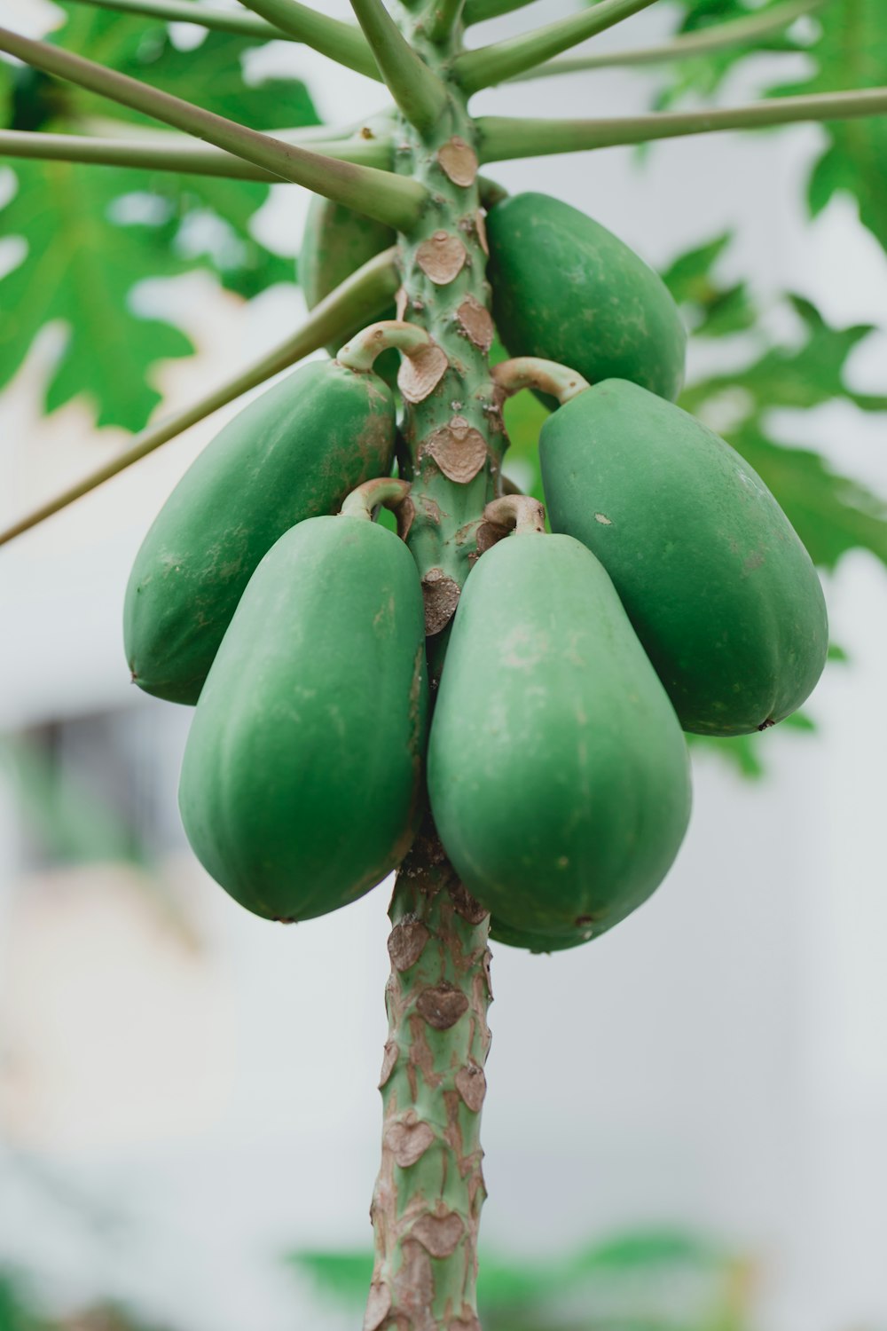 Papaya Tree Wallpapers - Wallpaper Cave