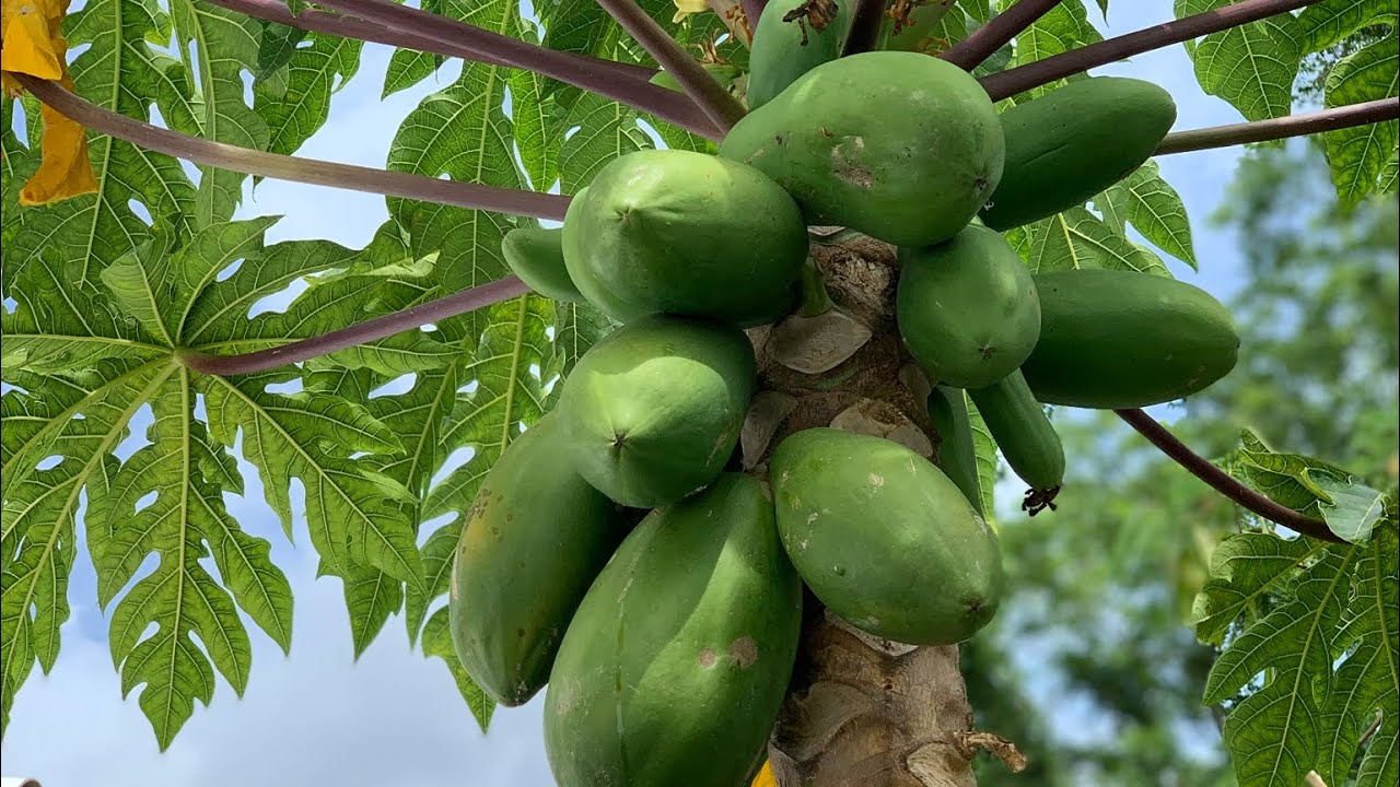 Papaya Tree Wallpapers - Wallpaper Cave