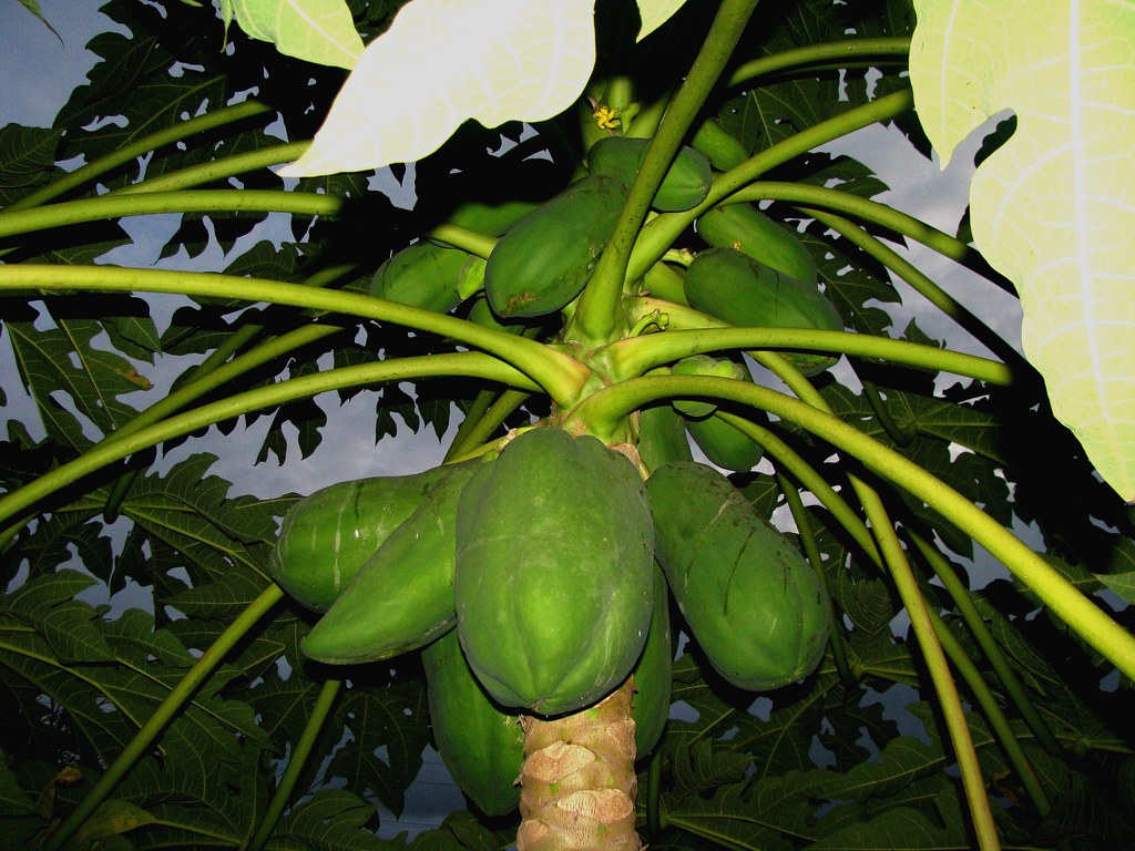 Papaya Tree Wallpapers - Wallpaper Cave