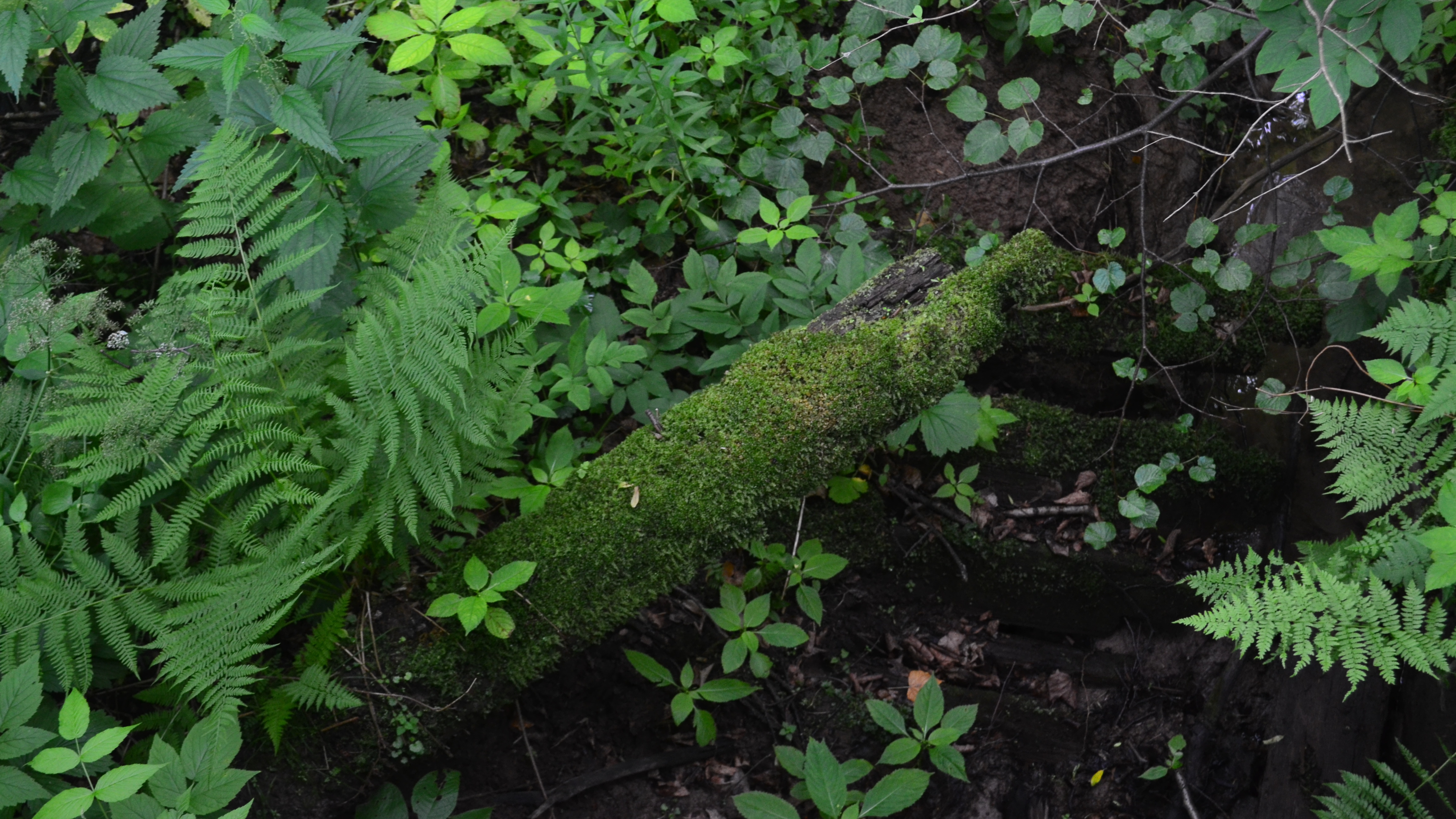 Goblincore Computer Wallpapers - Wallpaper Cave