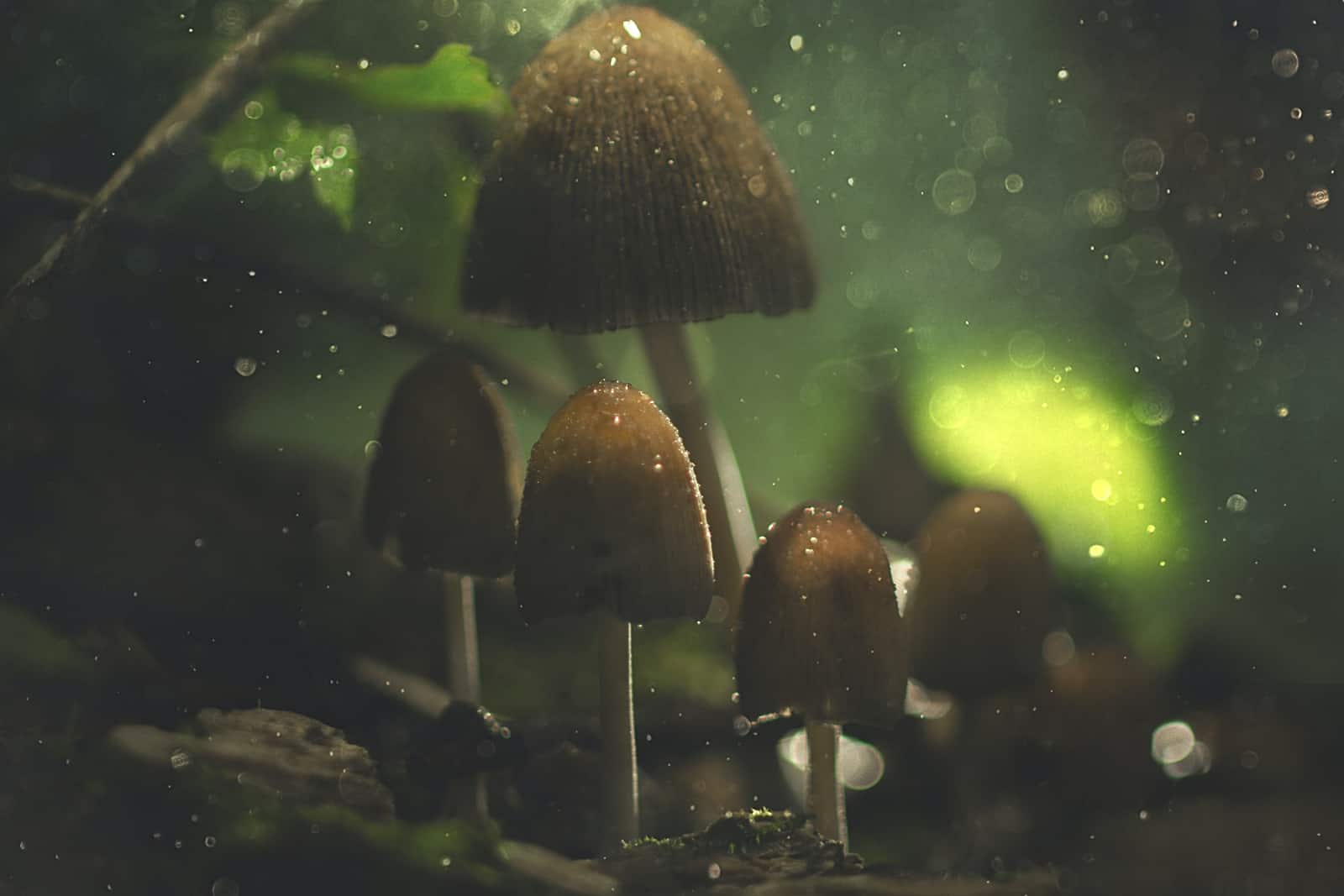 Goblincore Computer Wallpapers - Wallpaper Cave