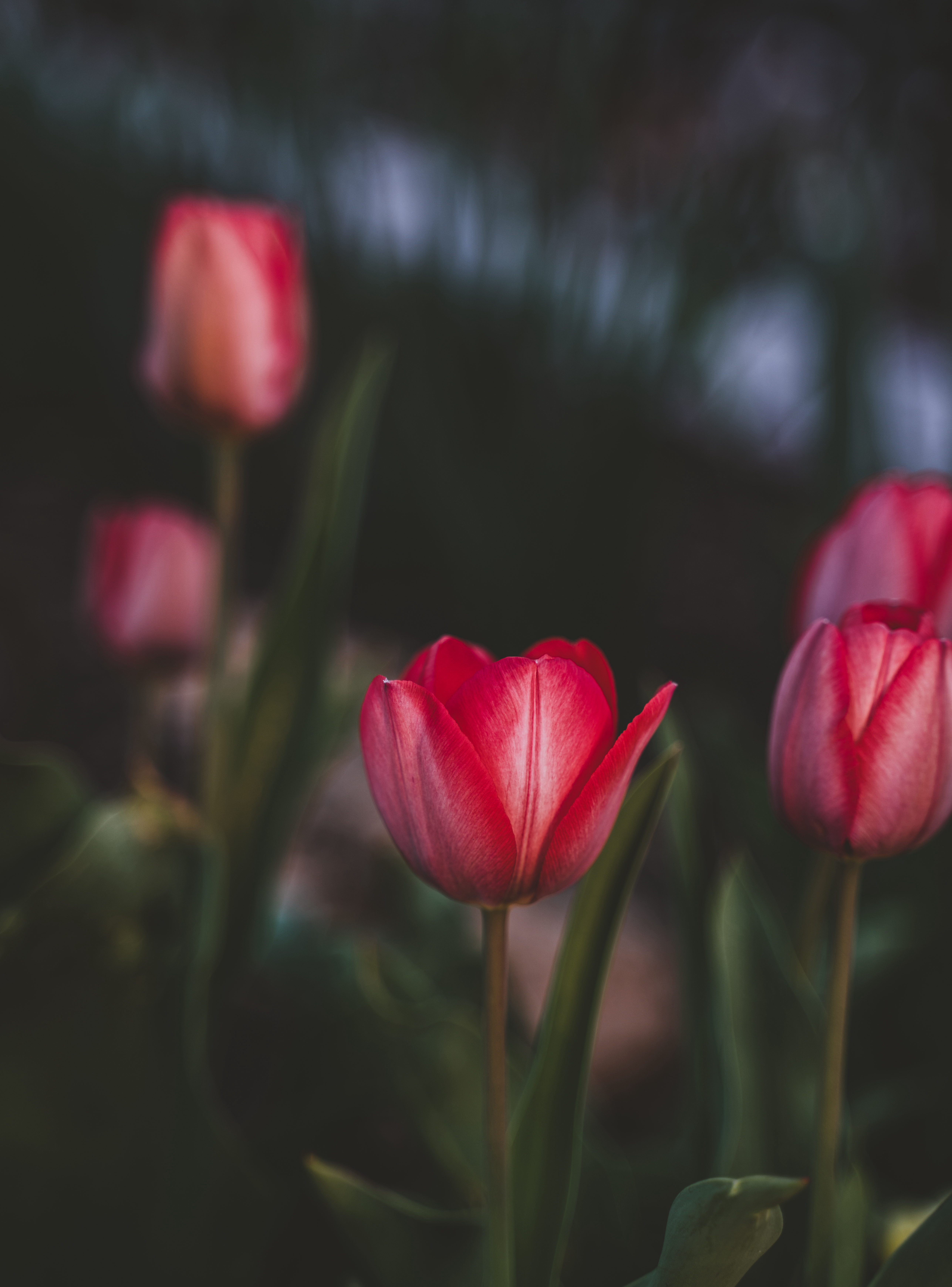 Tulips Phone Wallpapers - Wallpaper Cave