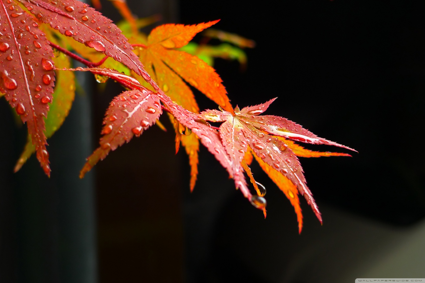 Monsoon Season Wallpapers - Wallpaper Cave