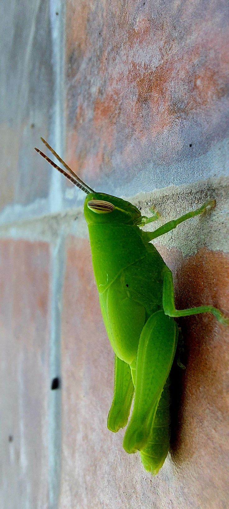 Cricket Insect Wallpapers - Wallpaper Cave