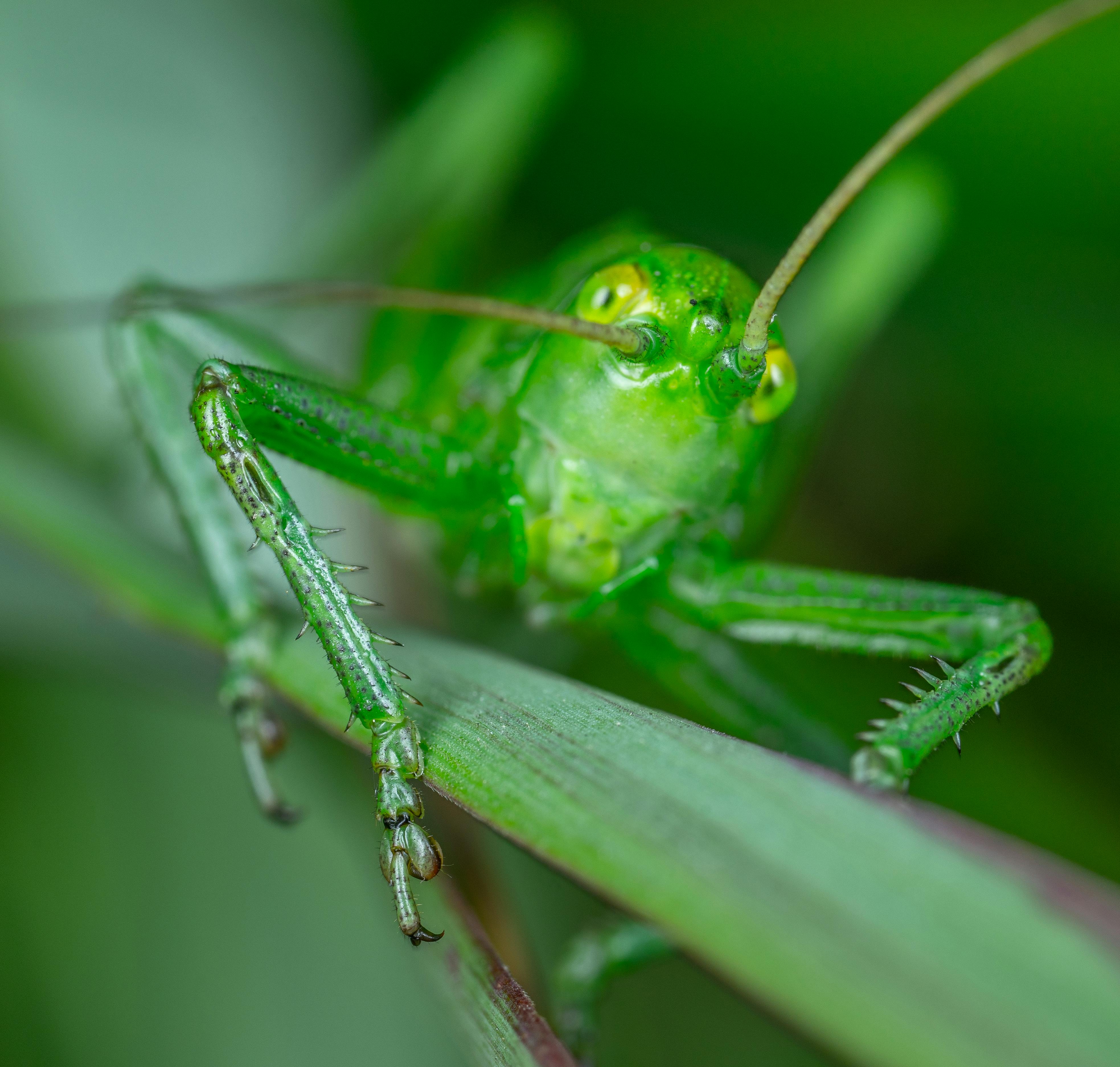 Cricket Insect Wallpapers - Wallpaper Cave