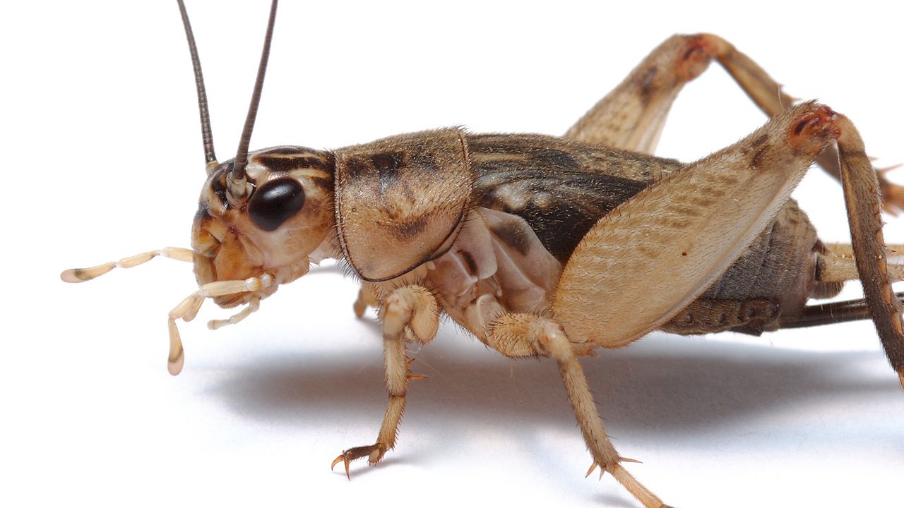 Cricket Insect Wallpapers - Wallpaper Cave