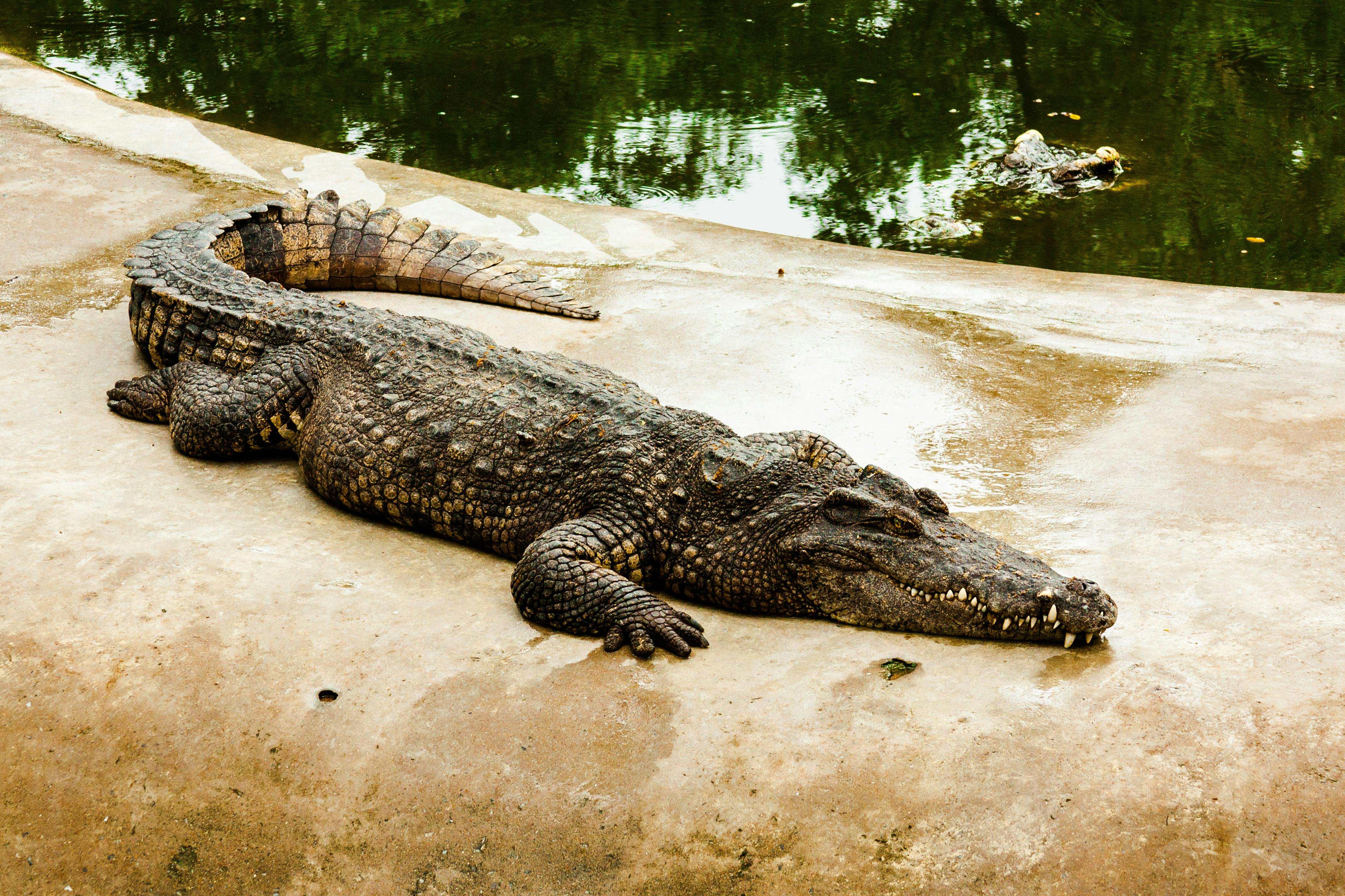 African Crocodiles Wallpapers - Wallpaper Cave