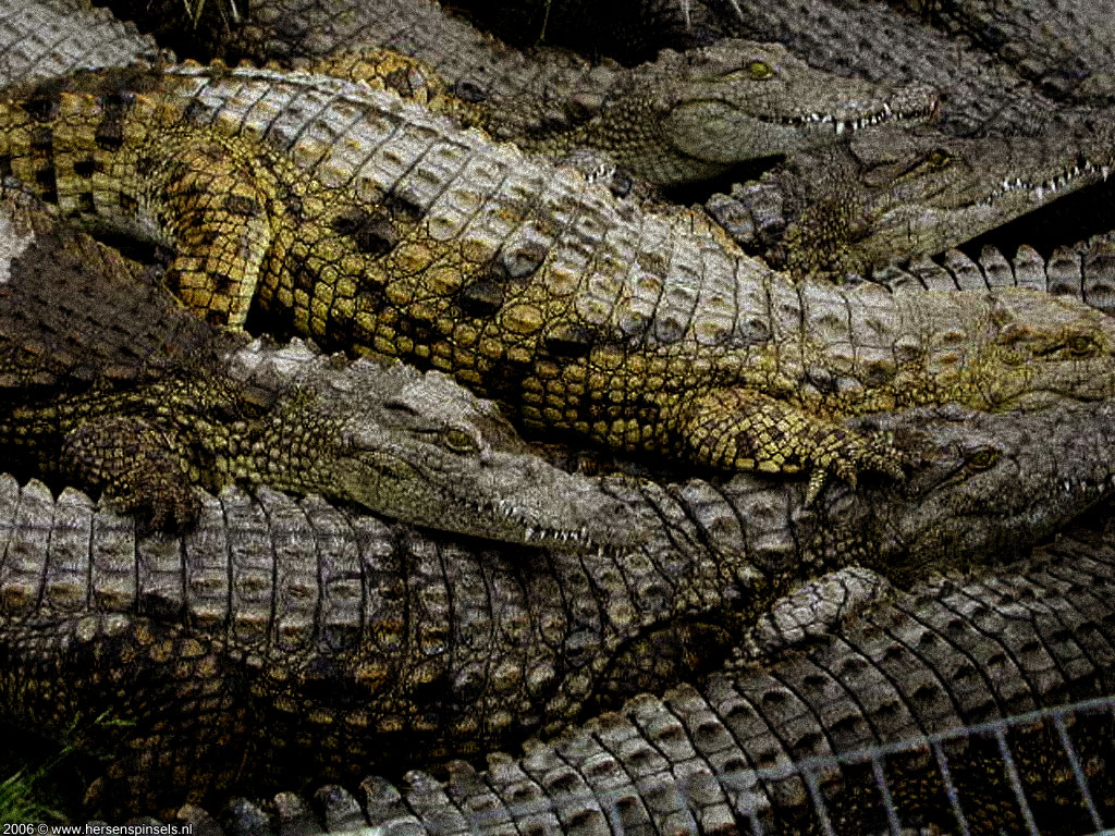 African Crocodiles Wallpapers - Wallpaper Cave