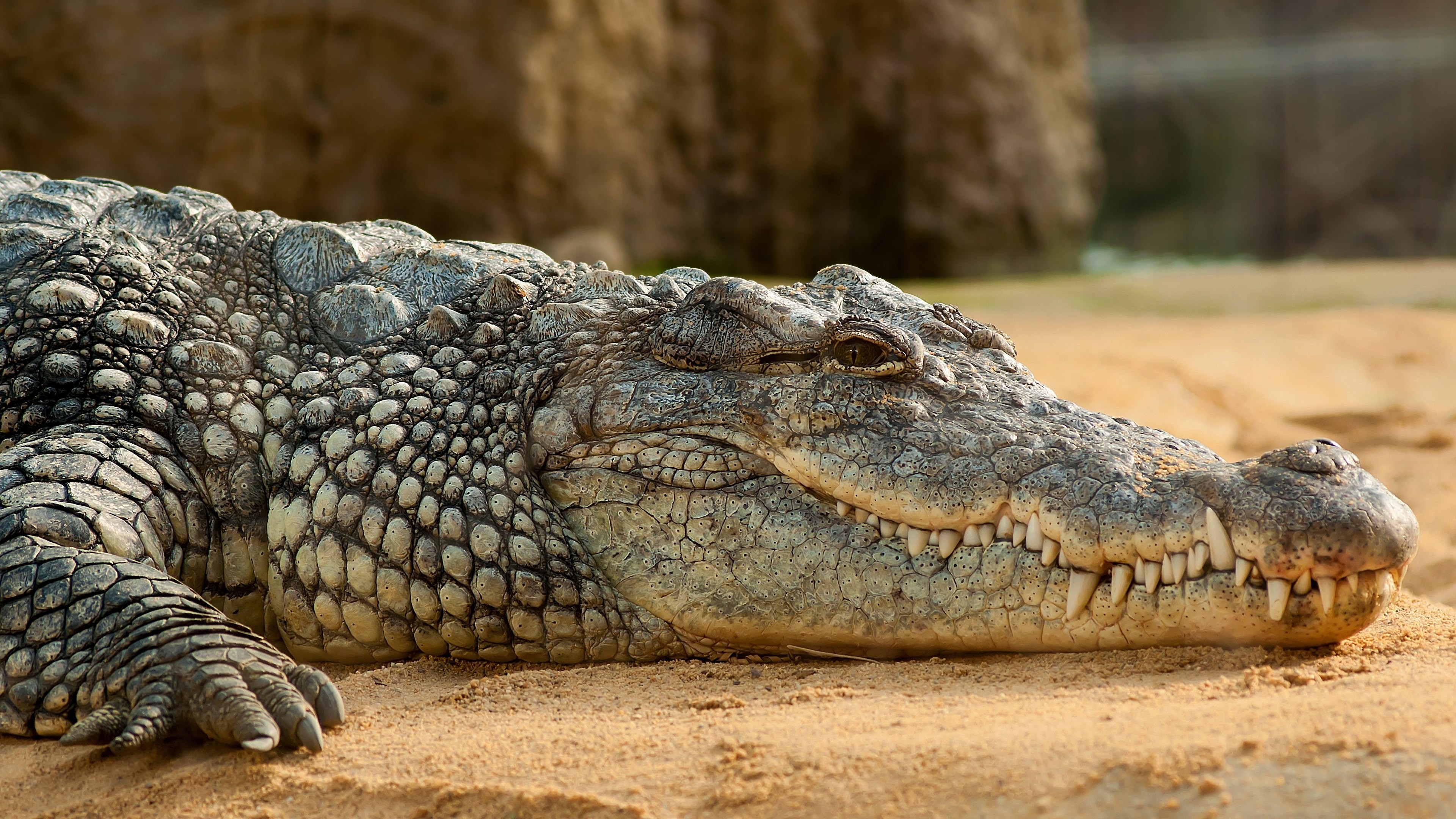 African Crocodiles Wallpapers - Wallpaper Cave