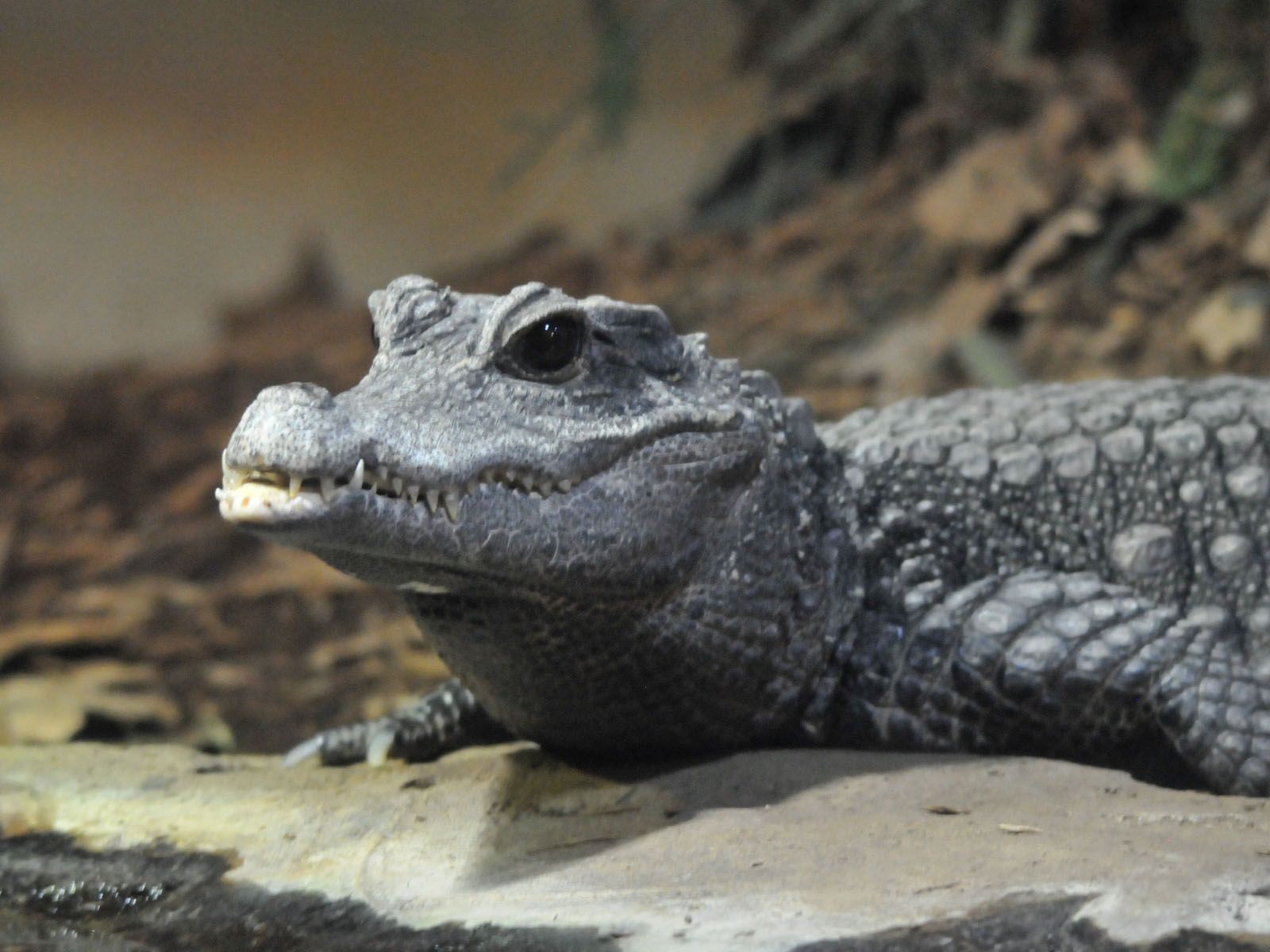 African Crocodiles Wallpapers - Wallpaper Cave