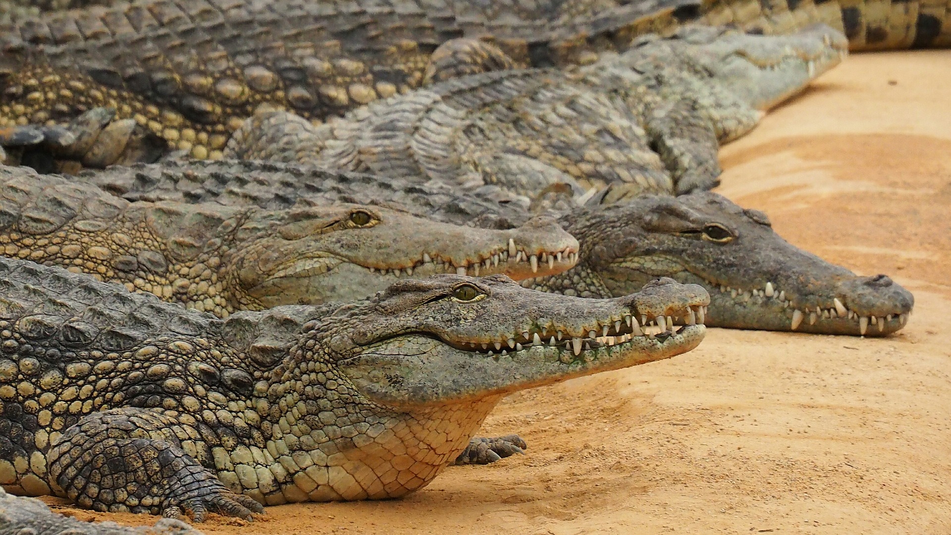 African Crocodiles Wallpapers - Wallpaper Cave