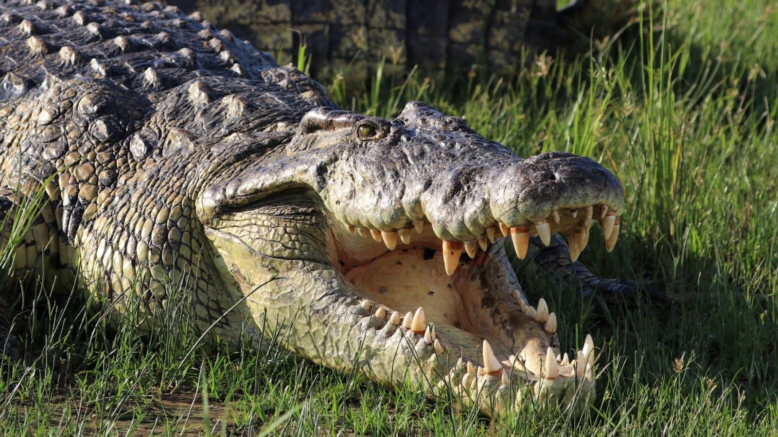 African Crocodiles Wallpapers - Wallpaper Cave