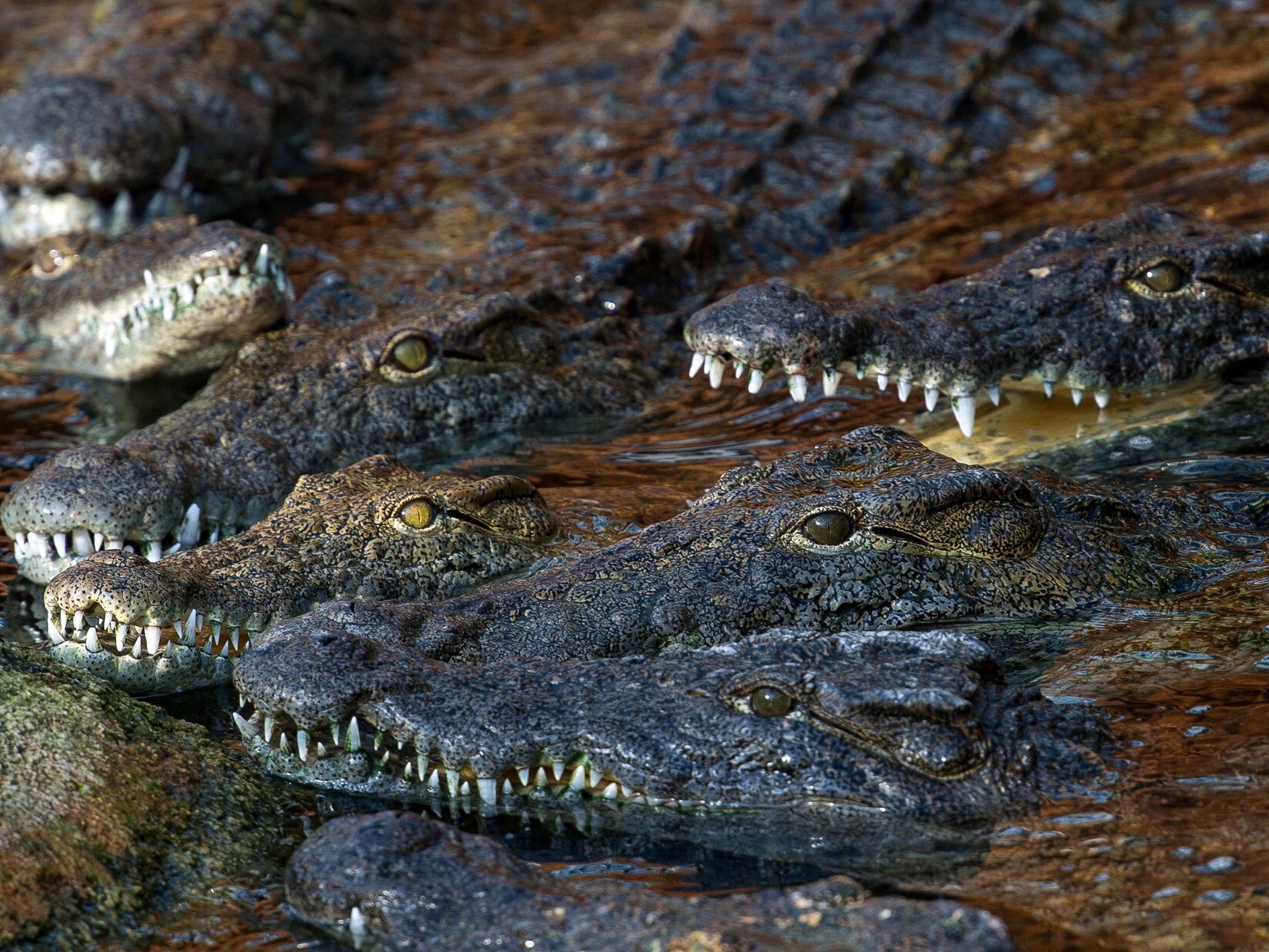African Crocodiles Wallpapers - Wallpaper Cave