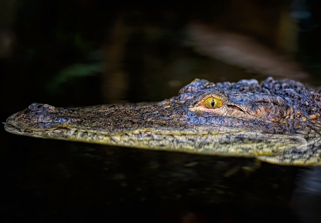 African Crocodiles Wallpapers - Wallpaper Cave