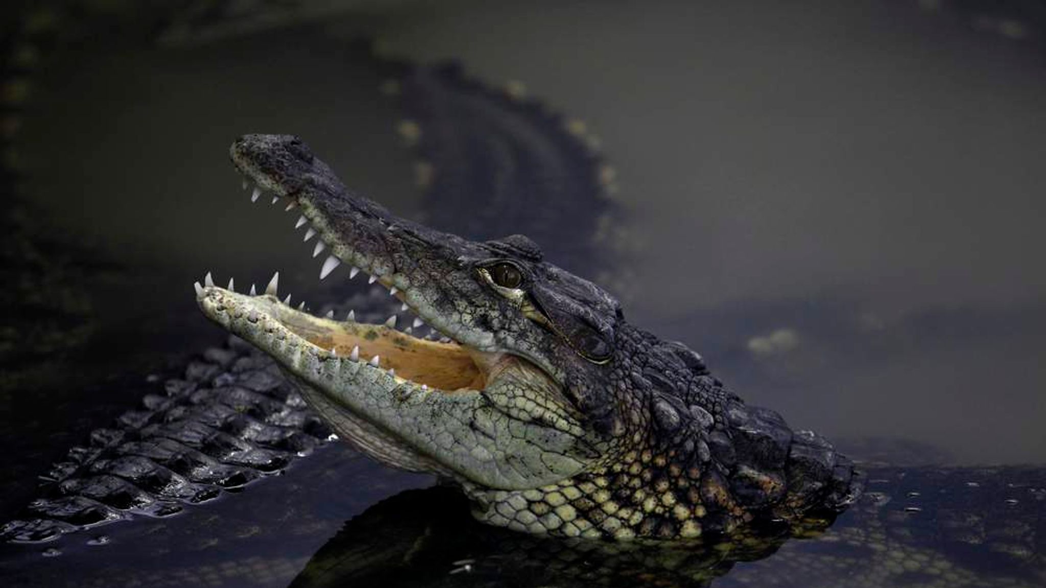 African Crocodiles Wallpapers - Wallpaper Cave