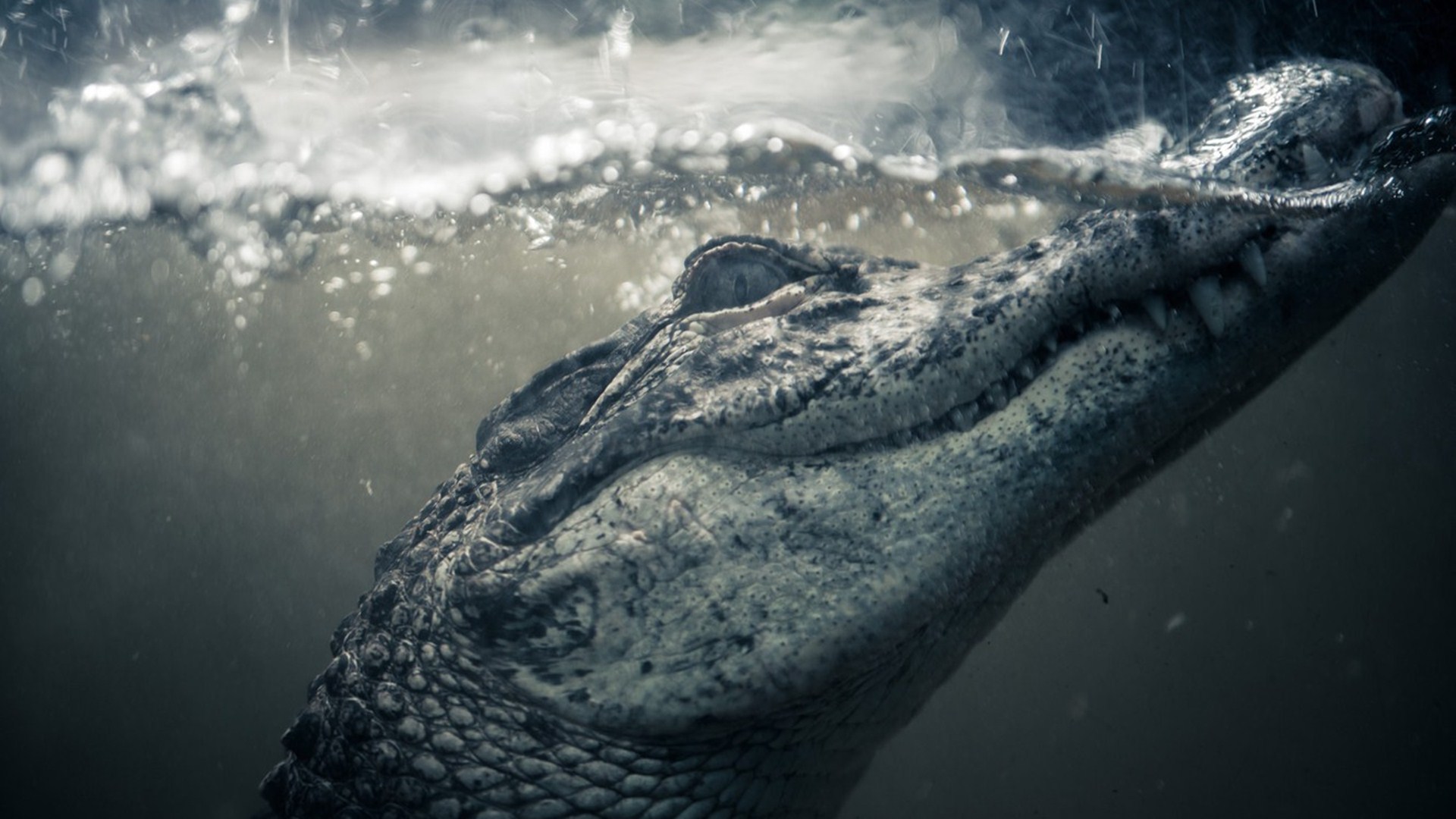 African Crocodiles Wallpapers - Wallpaper Cave