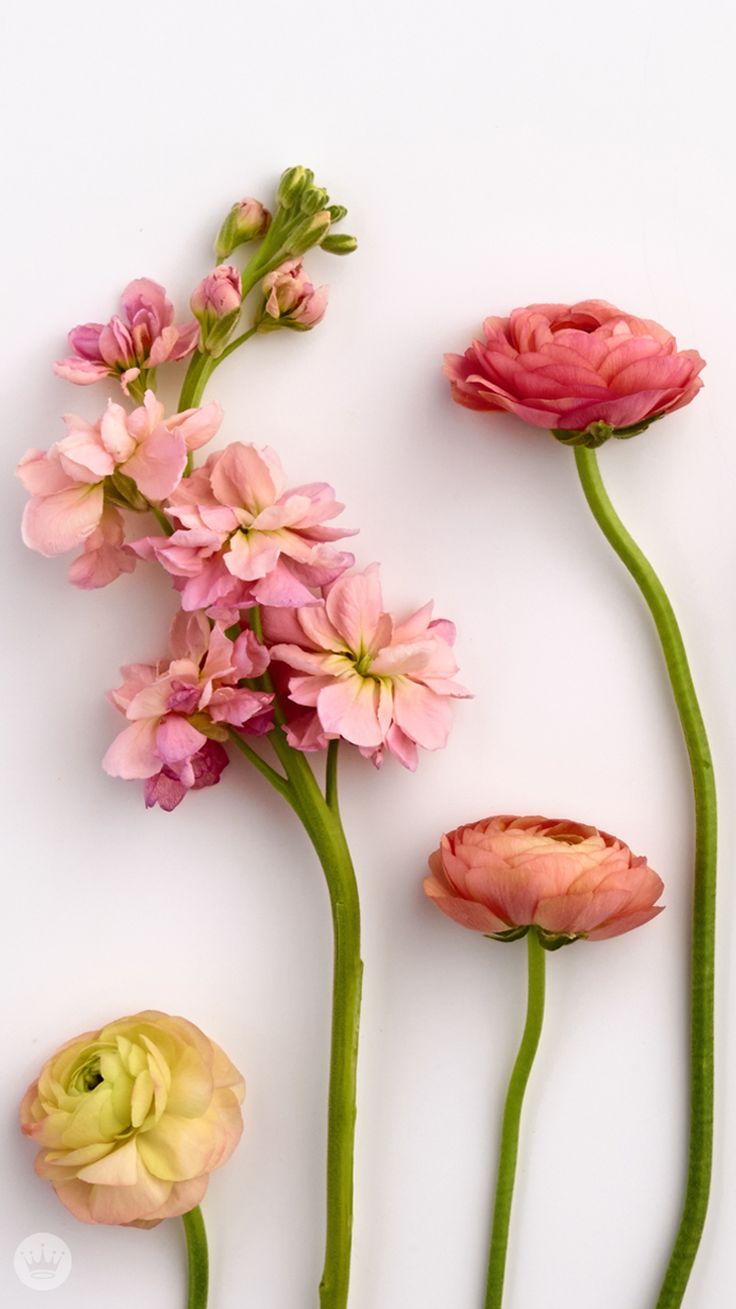 Digital Flower Wallpapers - Wallpaper Cave