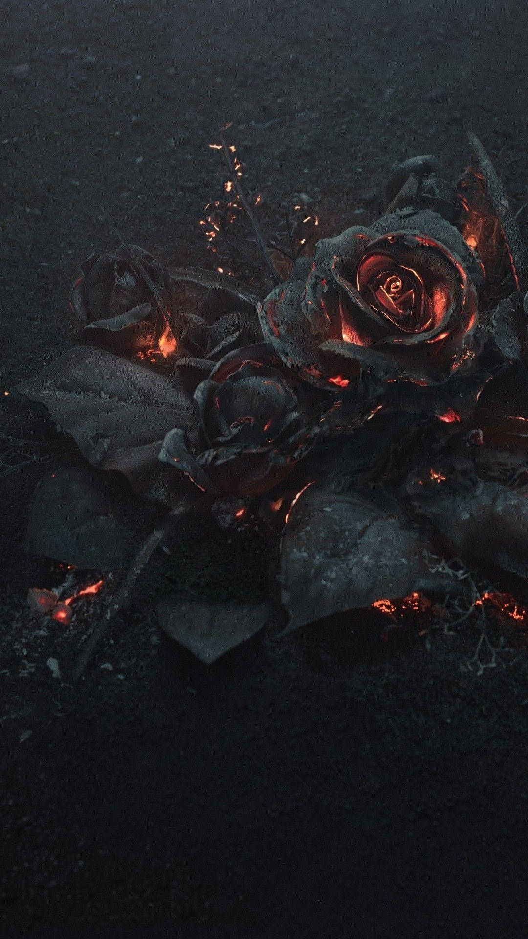 Black Rose Phone Wallpapers - Wallpaper Cave