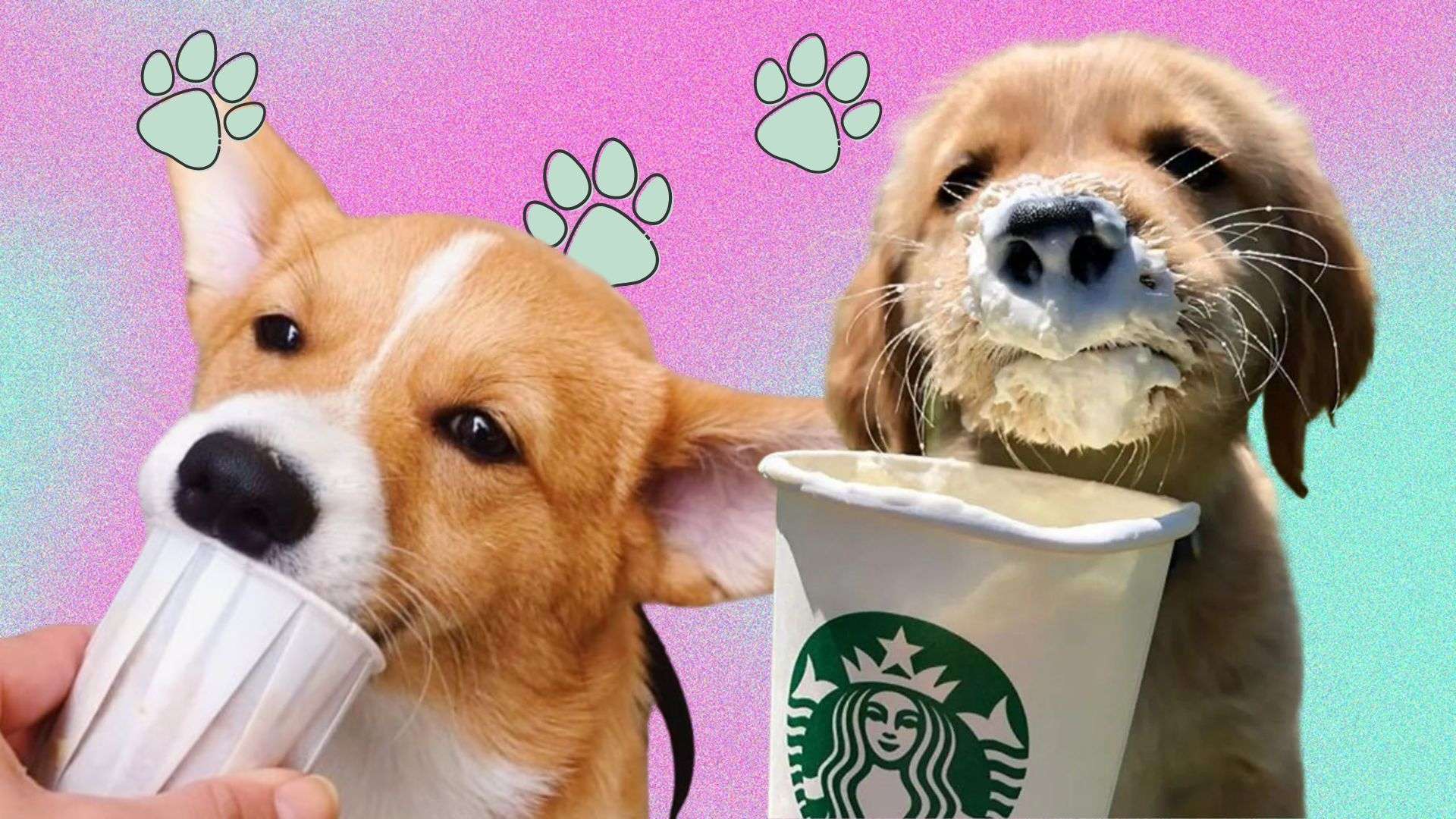 Starbucks Dog Wallpapers - Wallpaper Cave