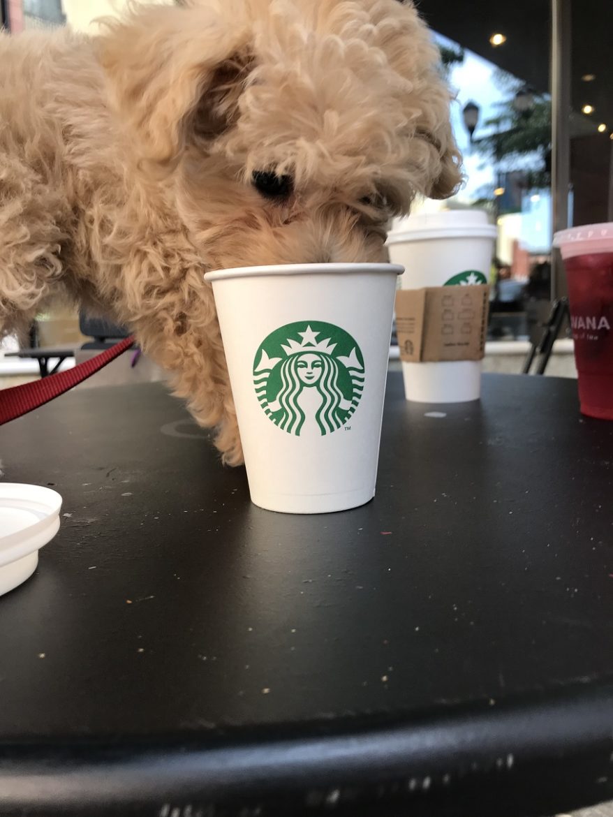 Starbucks Dog Wallpapers - Wallpaper Cave