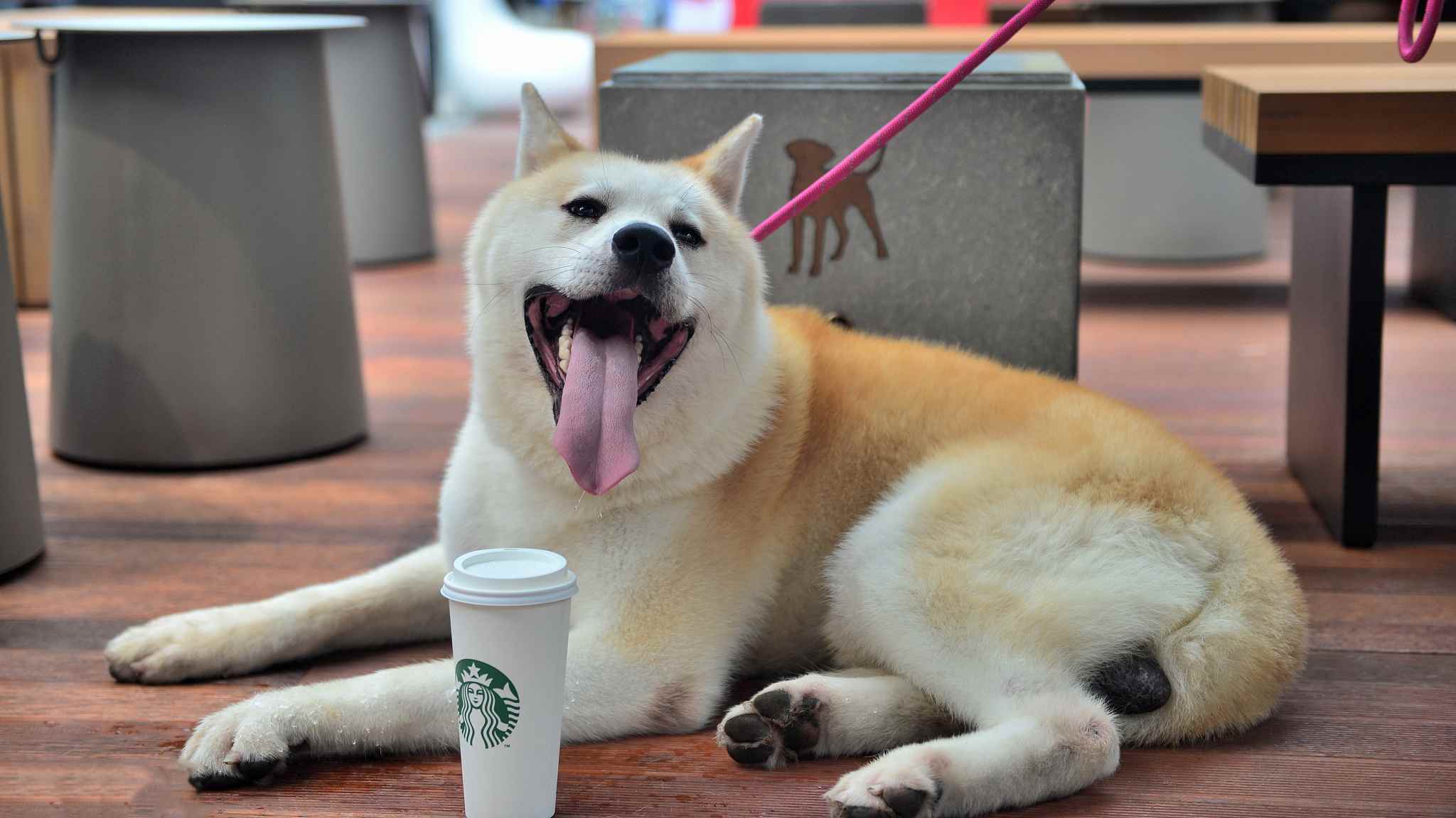 Starbucks Dog Wallpapers - Wallpaper Cave