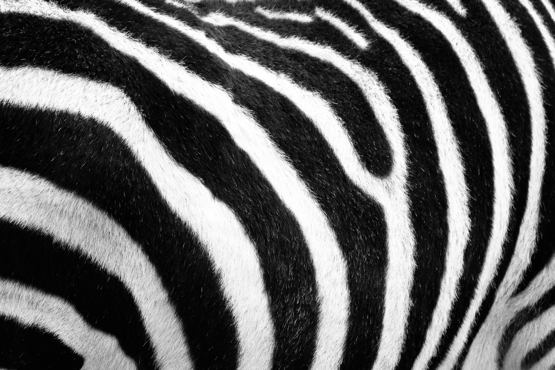 Zebra Skin Wallpapers - Wallpaper Cave