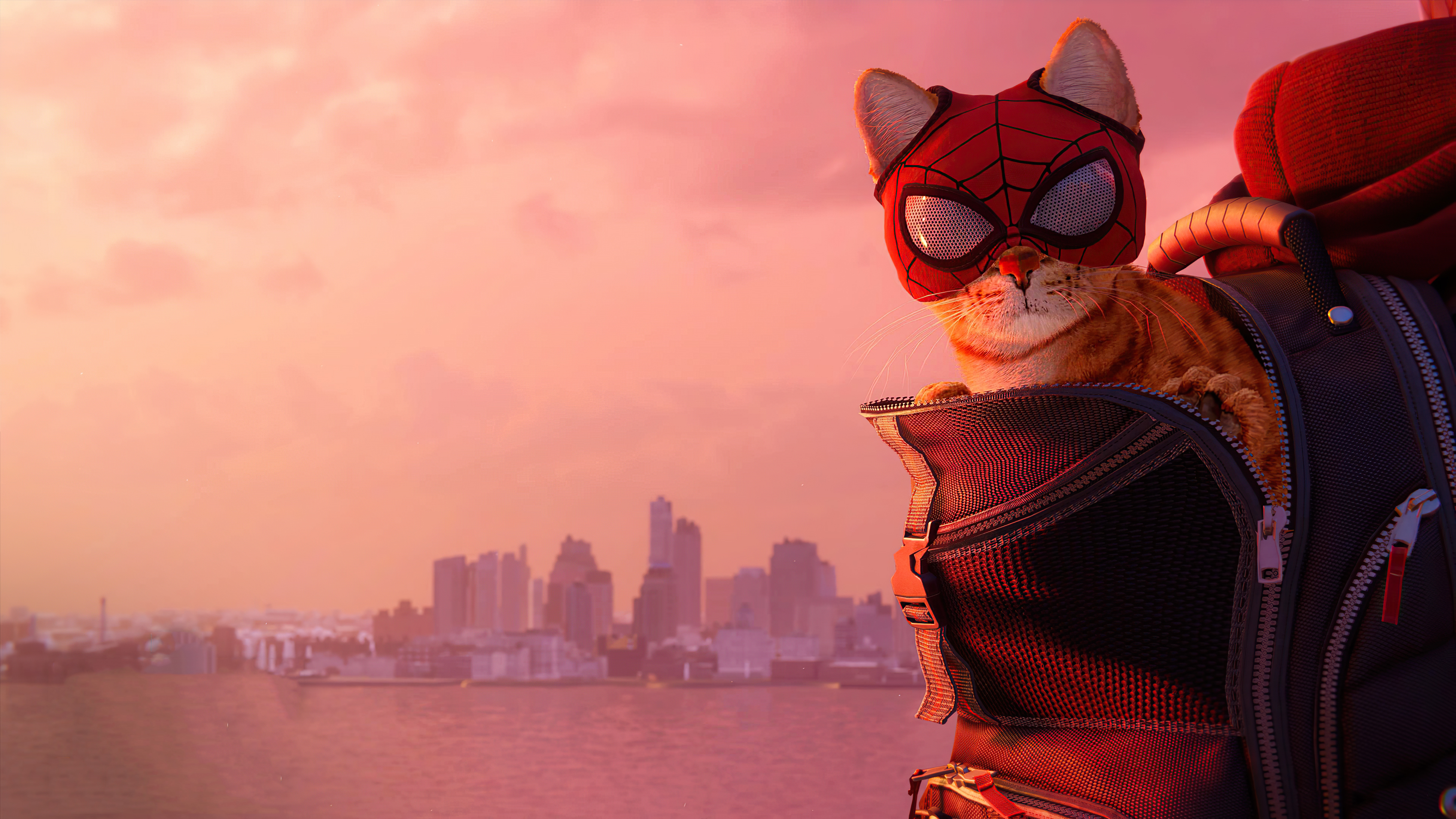 Spider-Cat Wallpapers - Wallpaper Cave