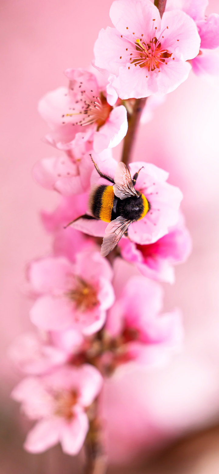 Bee Phone Wallpapers - Wallpaper Cave
