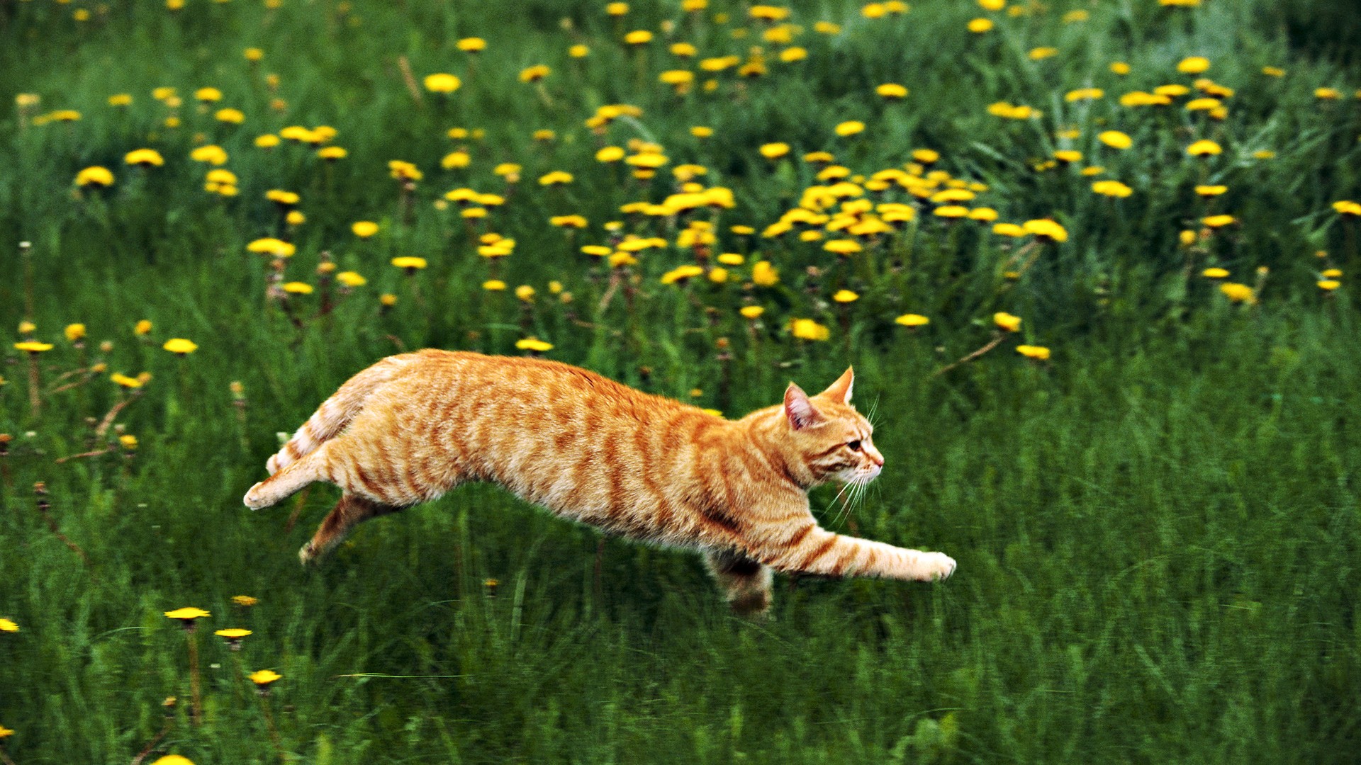 Cat Running Wallpapers - Wallpaper Cave