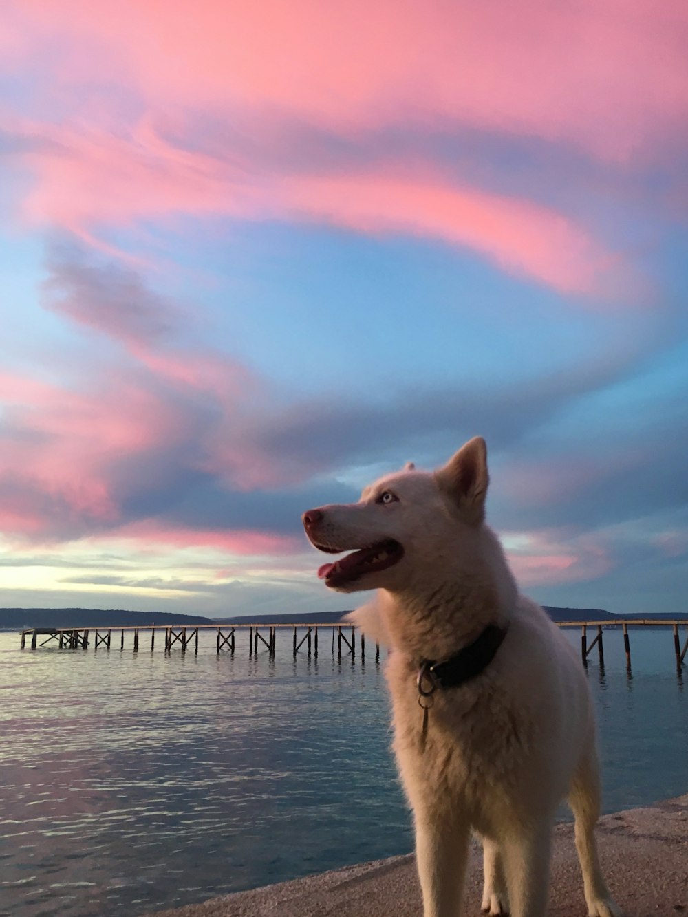 Sunset Dog Wallpapers - Wallpaper Cave