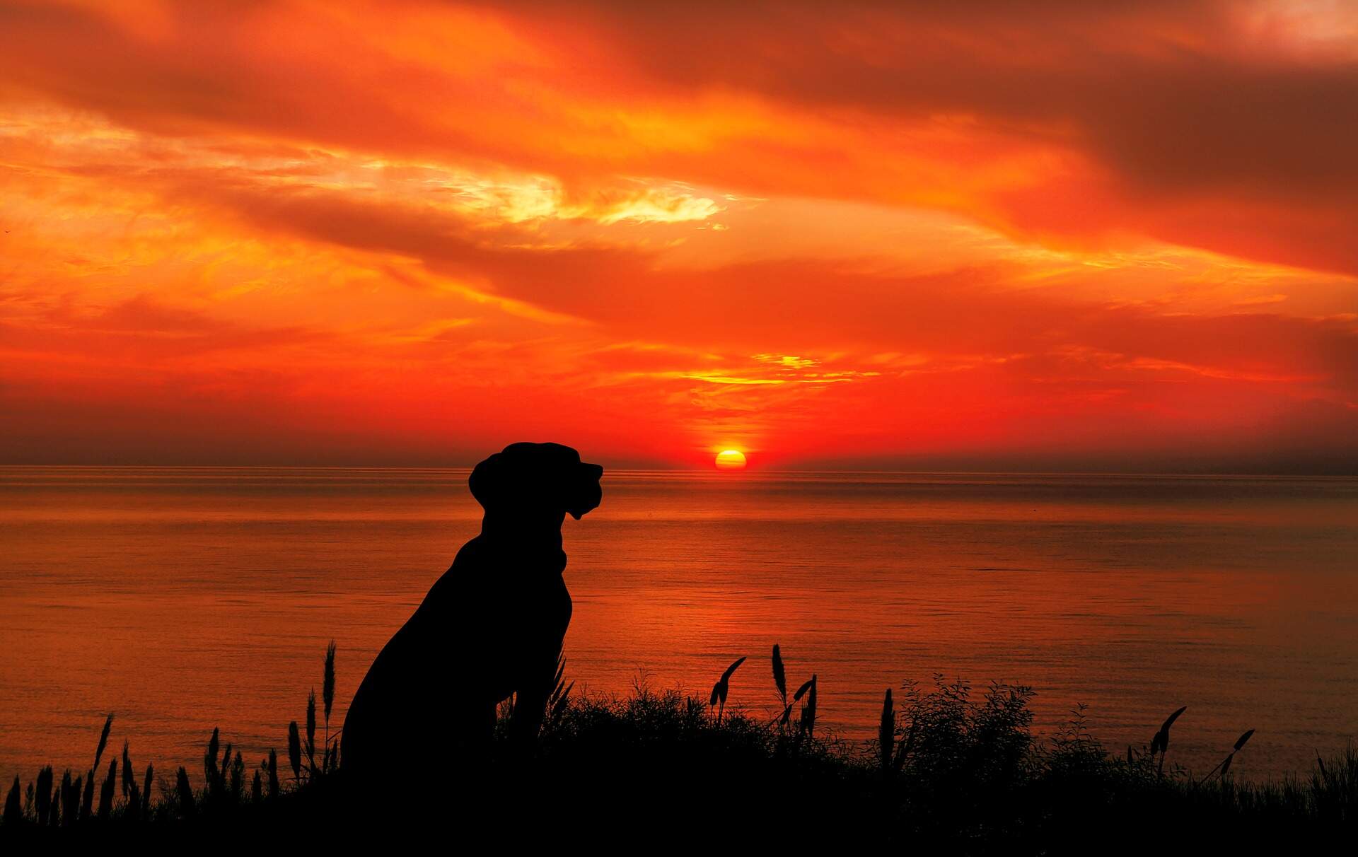 Sunset Dog Wallpapers - Wallpaper Cave