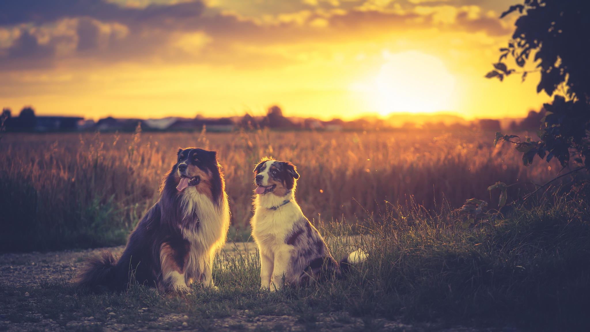 Sunset Dog Wallpapers - Wallpaper Cave