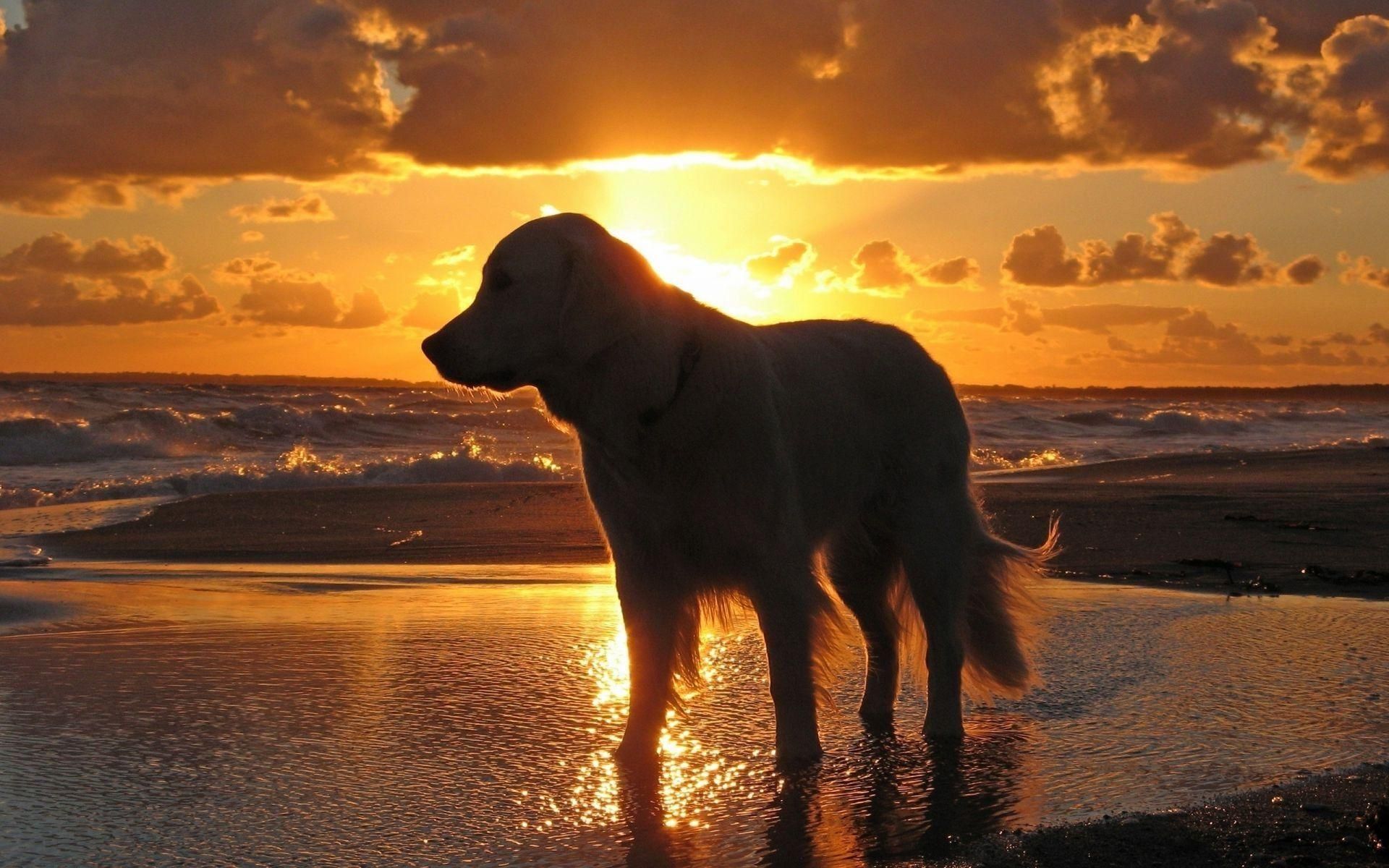 Sunset Dog Wallpapers - Wallpaper Cave