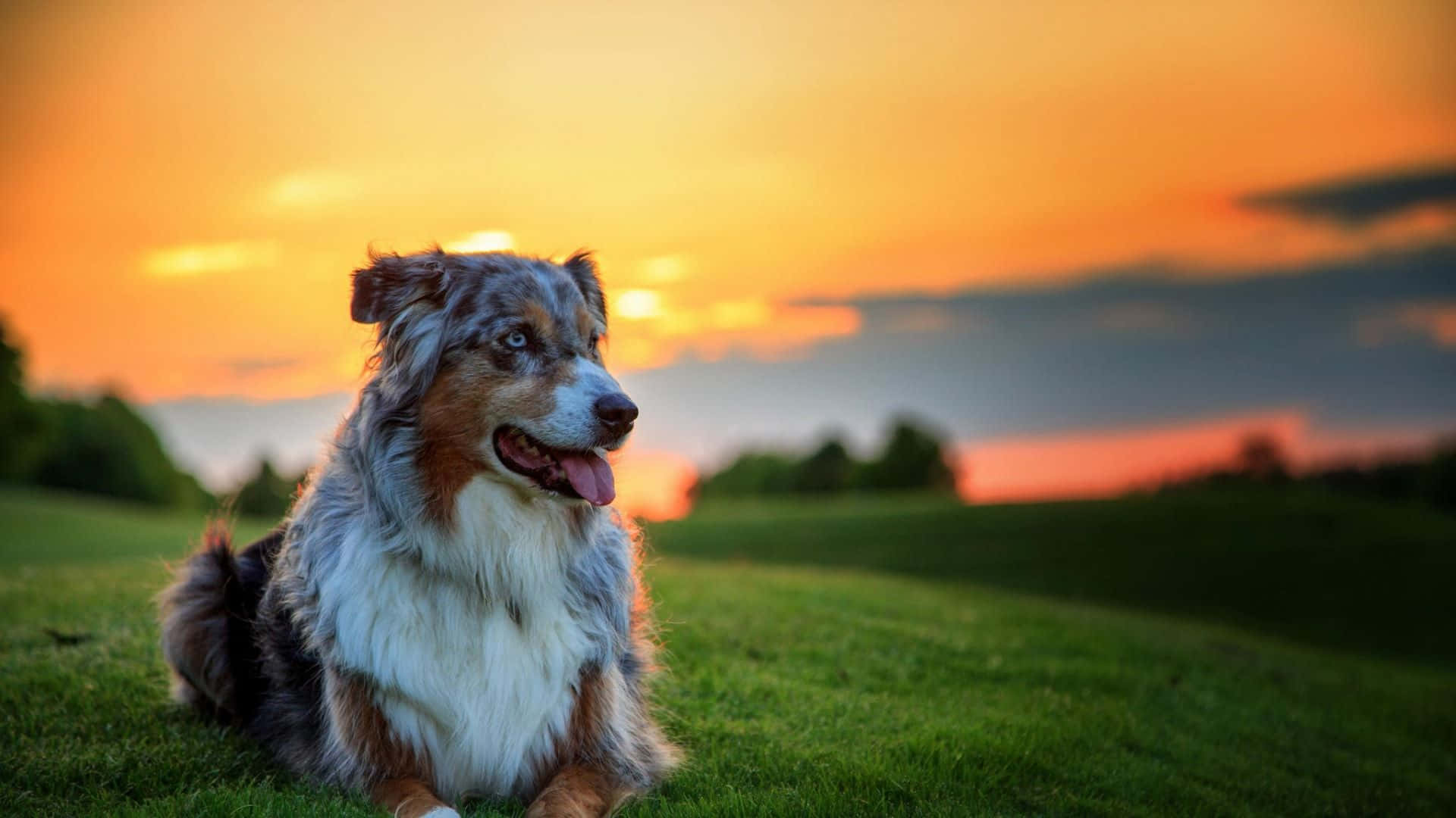 Sunset Dog Wallpapers - Wallpaper Cave