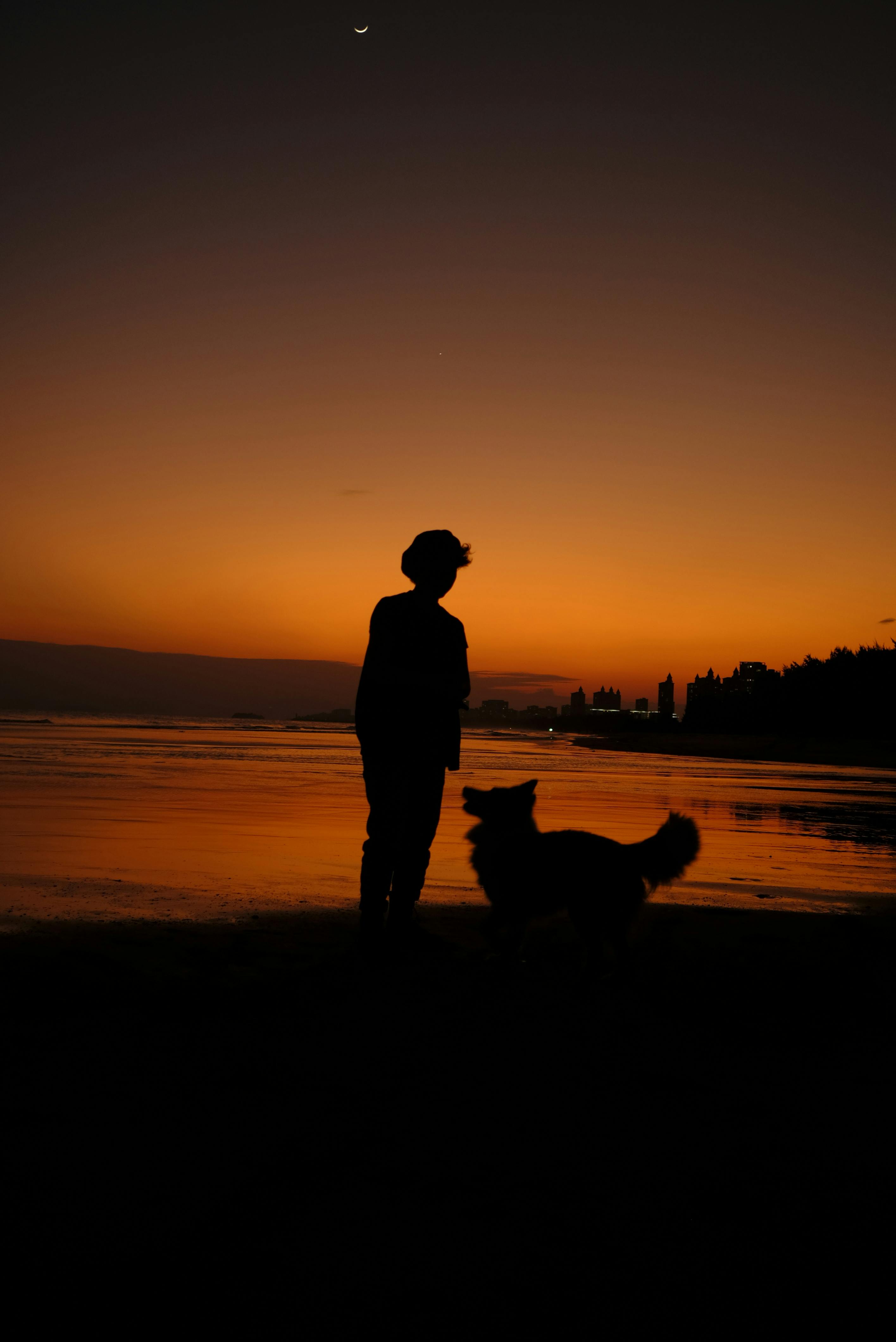 Sunset Dog Wallpapers - Wallpaper Cave