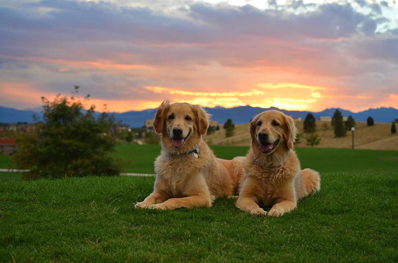 Sunset Dog Wallpapers - Wallpaper Cave